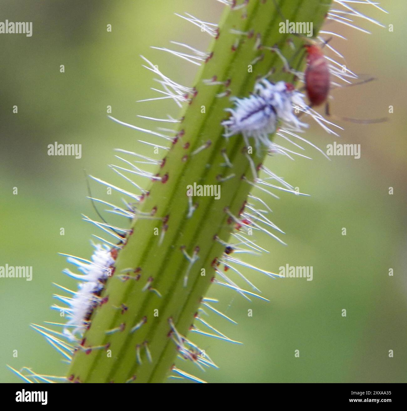 Mealybug Destroyer (Cryptolaemus montrouzieri) Insecta Stock Photo - Alamy