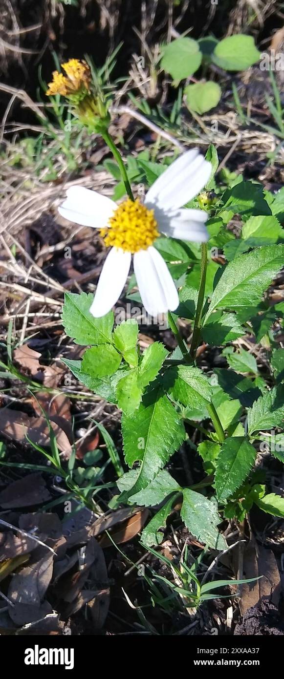 White beggarticks (Bidens alba) Plantae Stock Photo - Alamy