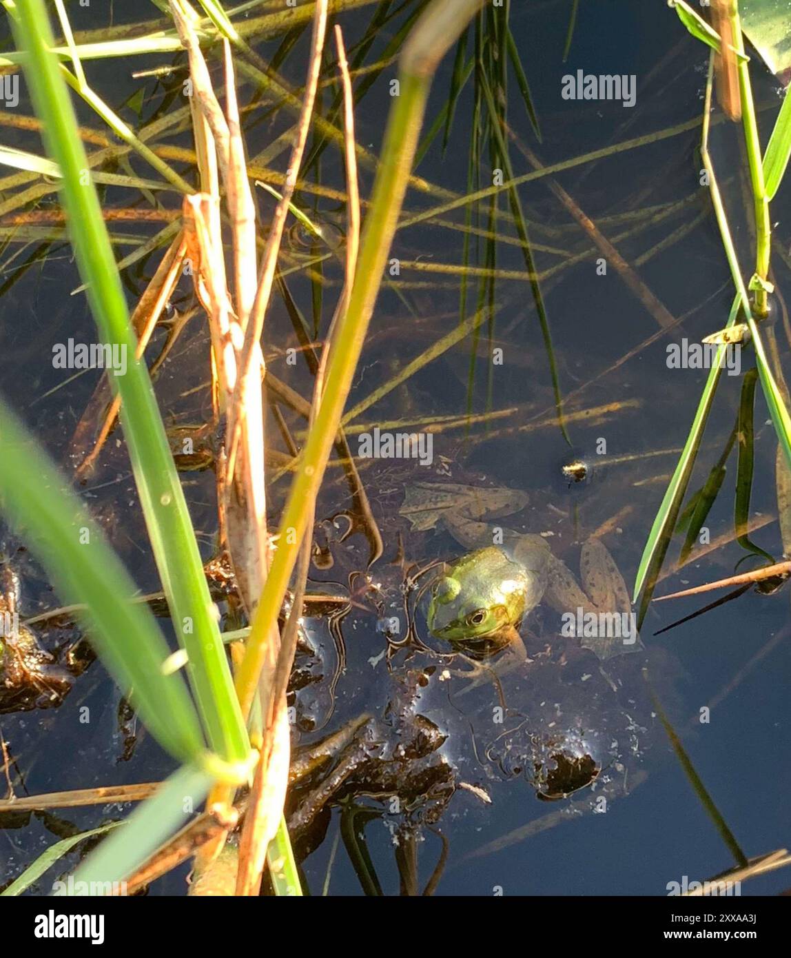 Pig Frog (Lithobates grylio) Amphibia Stock Photo - Alamy