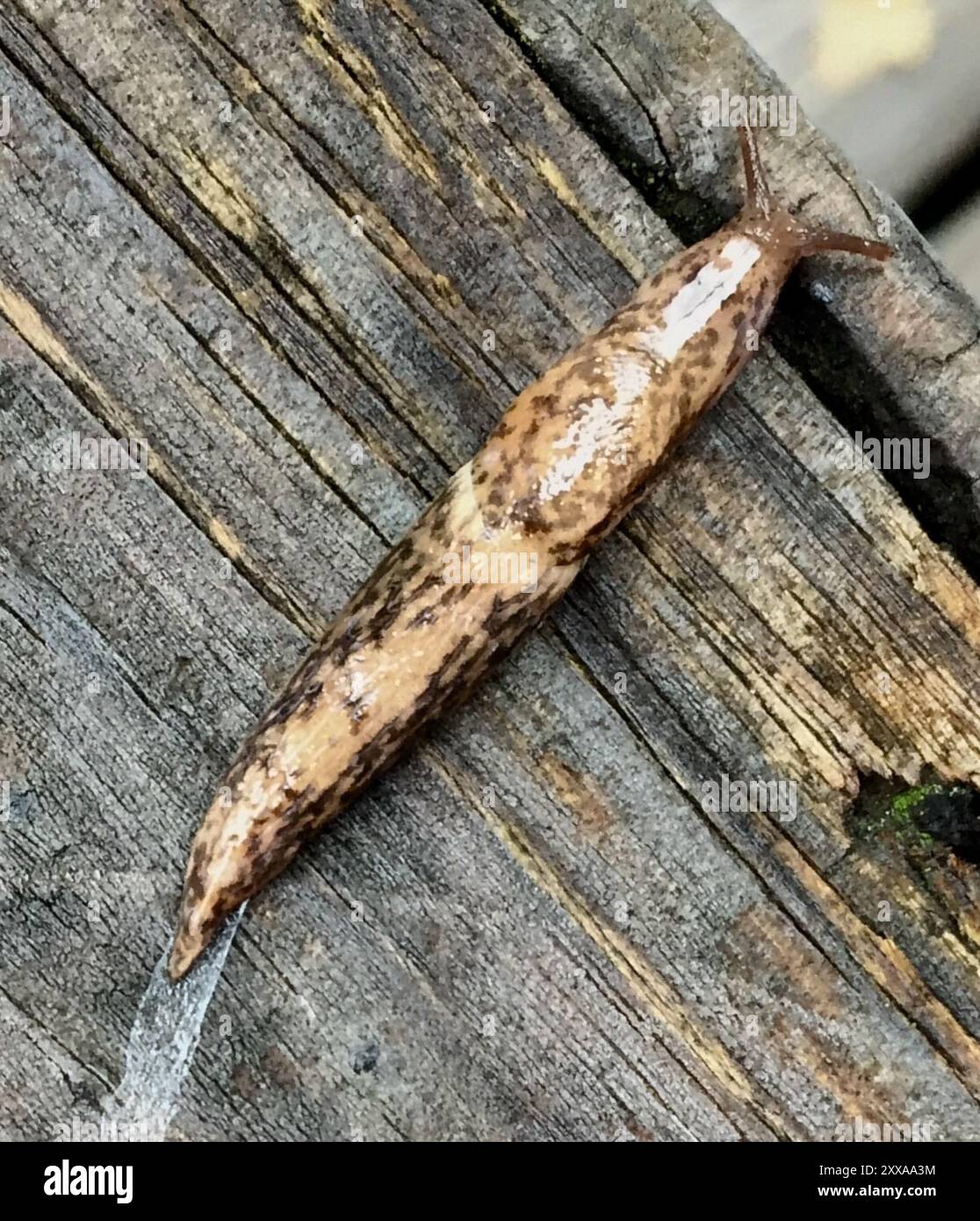 Milky Slug (Deroceras reticulatum) Mollusca Stock Photo - Alamy