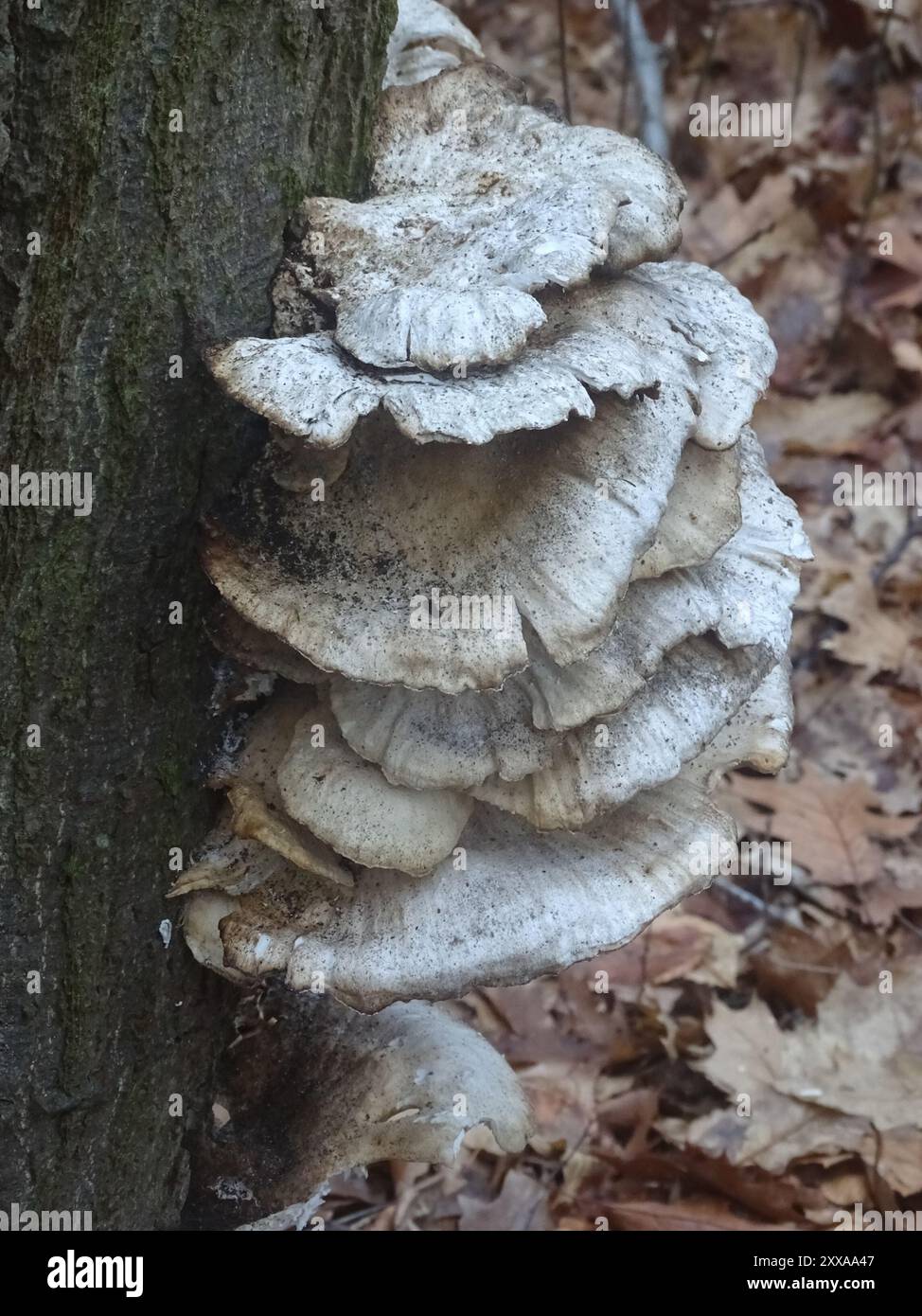 shelf fungi (Polyporales) Fungi Stock Photo - Alamy