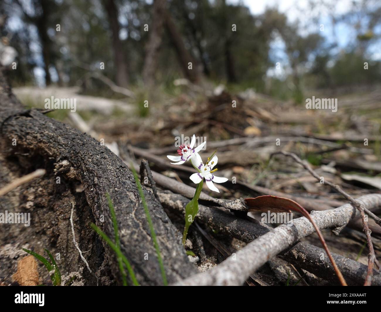 Early Nancy (Wurmbea dioica) Plantae Stock Photo - Alamy