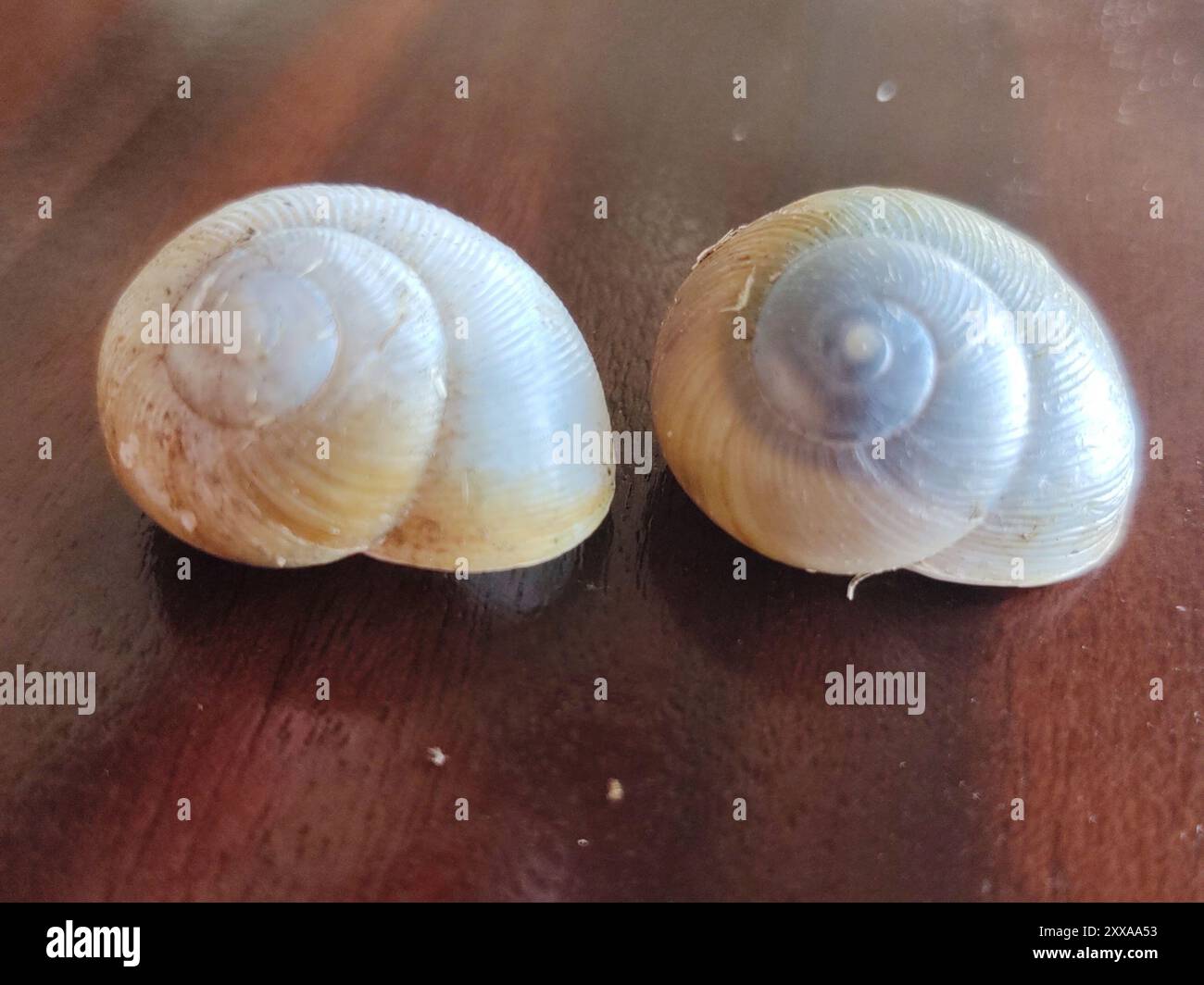 Cuban Brown Snail (Zachrysia provisoria) Mollusca Stock Photo - Alamy