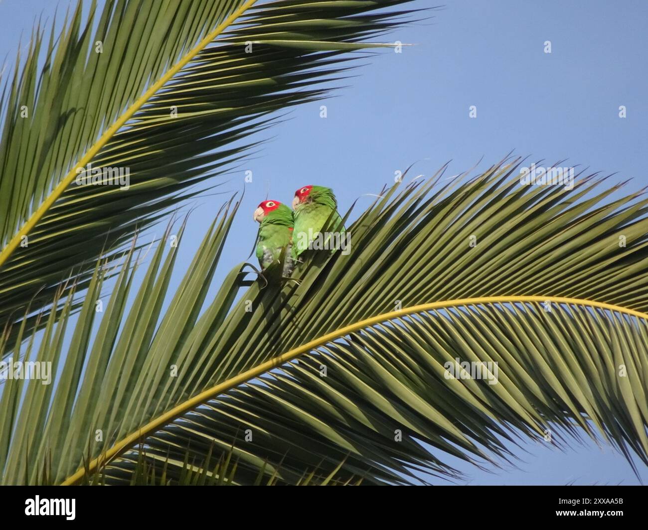 Red-masked Parakeet (Psittacara erythrogenys) Aves Stock Photo - Alamy