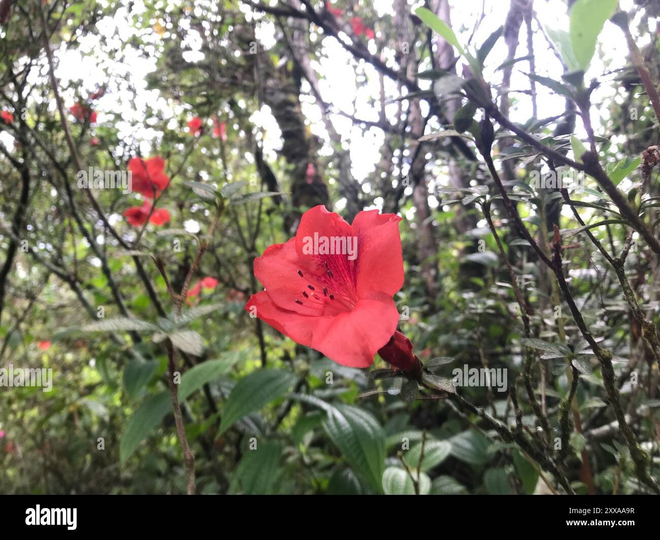 Red Azalea (Rhododendron simsii) Plantae Stock Photo - Alamy