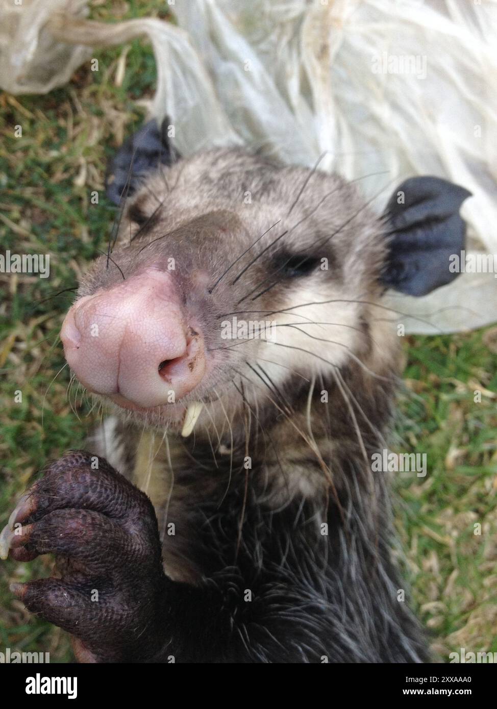 Virginia Opossum (Didelphis virginiana) Mammalia Stock Photo - Alamy