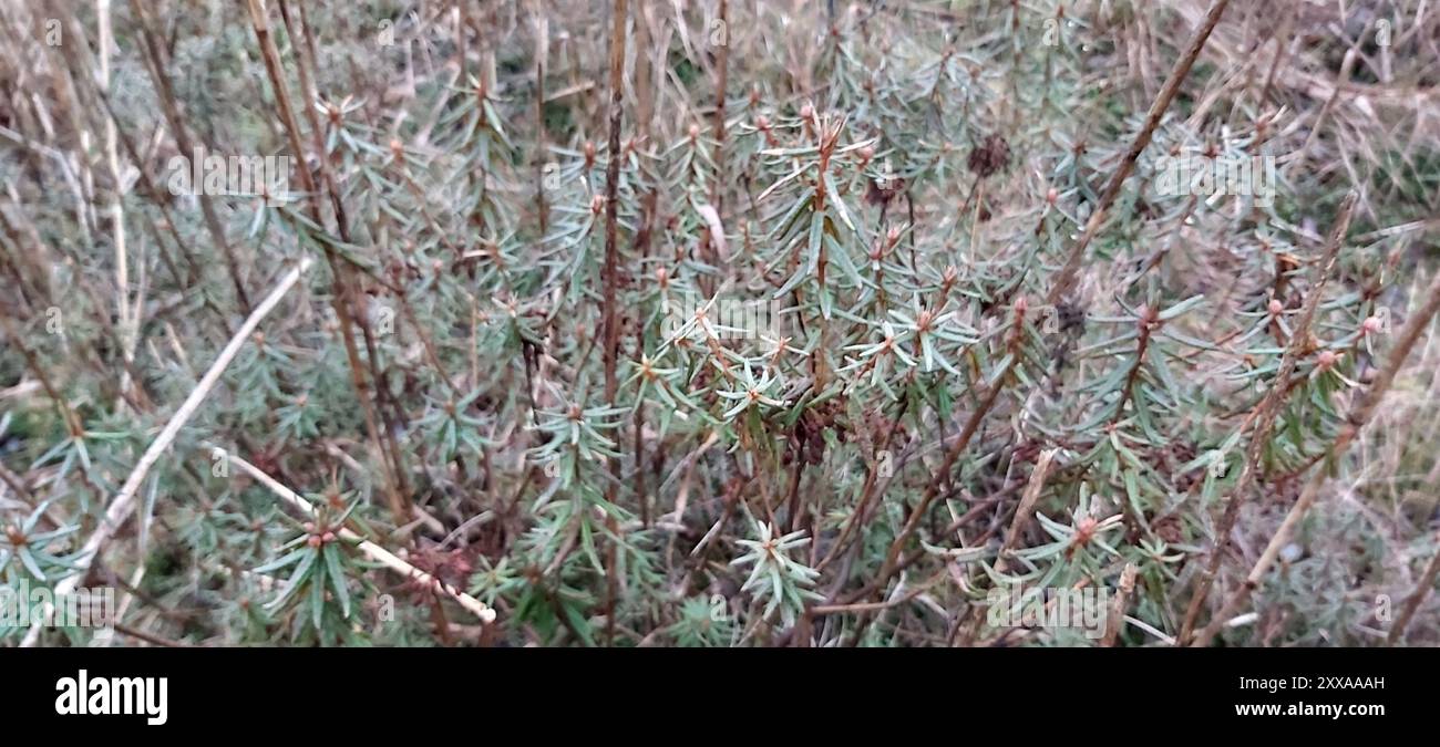 marsh Labrador tea (Rhododendron tomentosum) Plantae Stock Photo - Alamy
