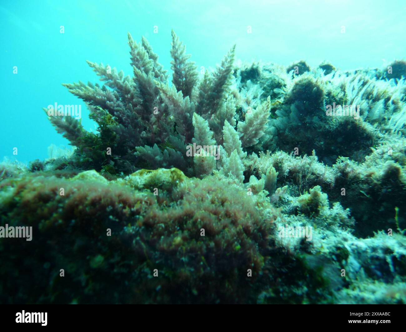 red sea plume (Asparagopsis taxiformis) Plantae Stock Photo - Alamy