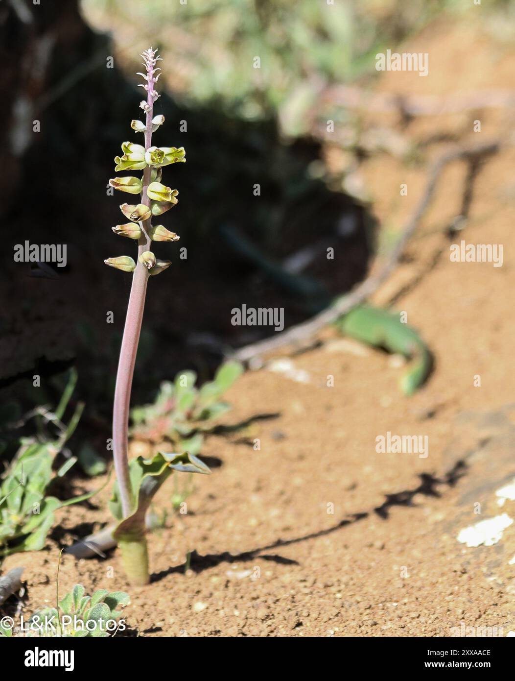 Pied Viooltjie (Lachenalia mutabilis) Plantae Stock Photo - Alamy