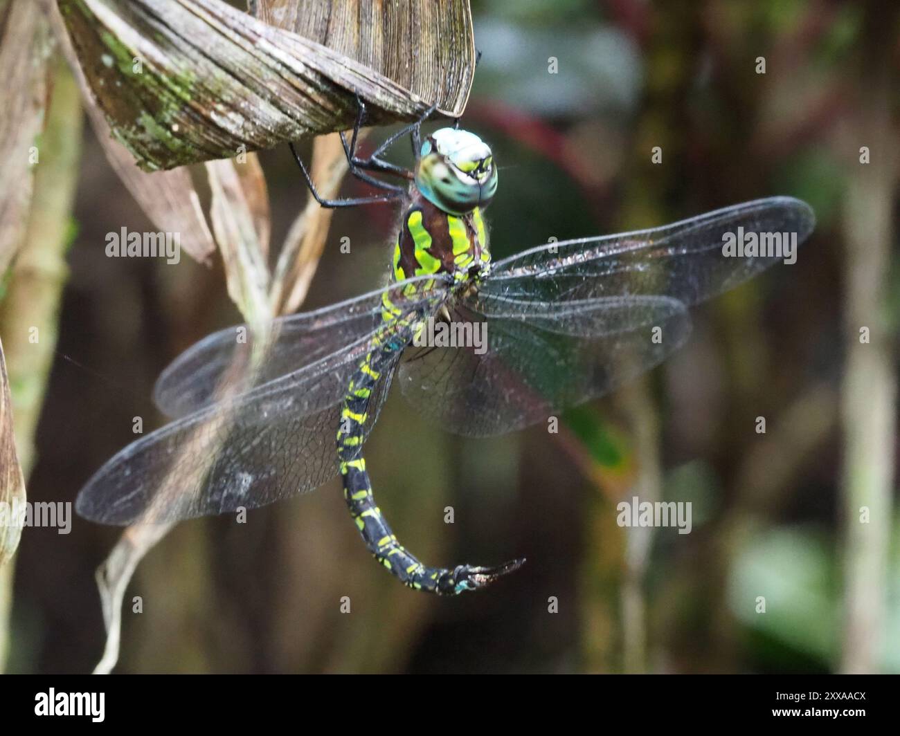 Neotropical Darners (Rhionaeschna) Insecta Stock Photo - Alamy