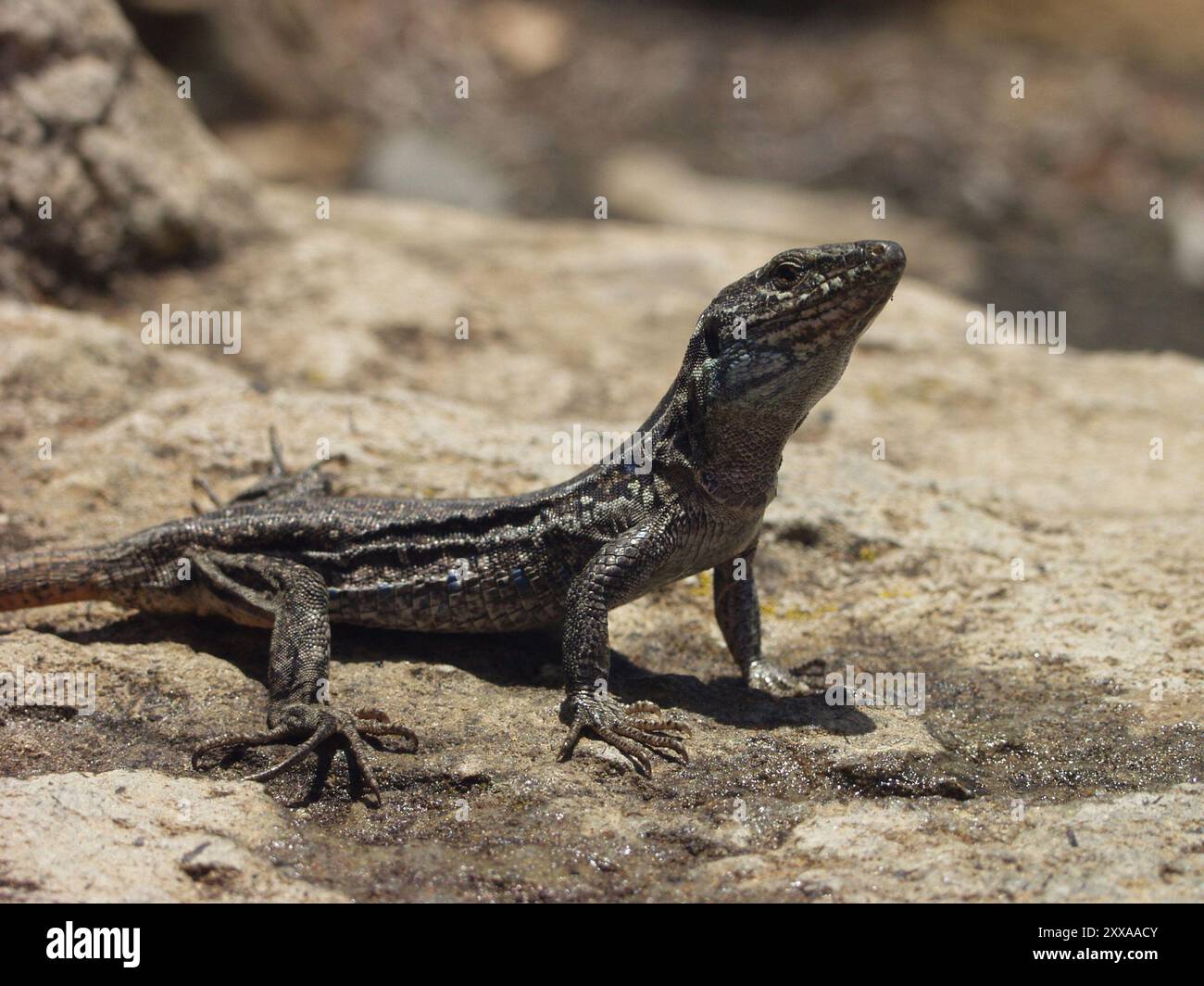 (Gallotia galloti palmae) Reptilia Stock Photo - Alamy