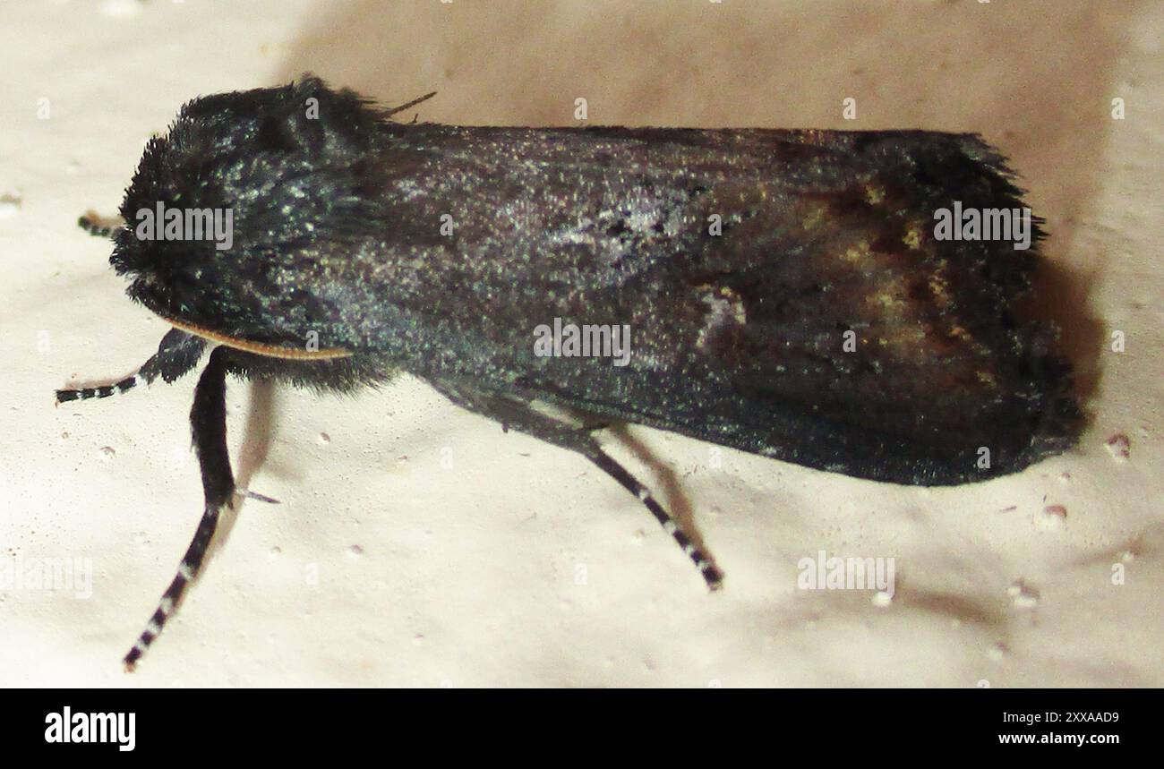 Lily Borer (Brithys crini) Insecta Stock Photo - Alamy