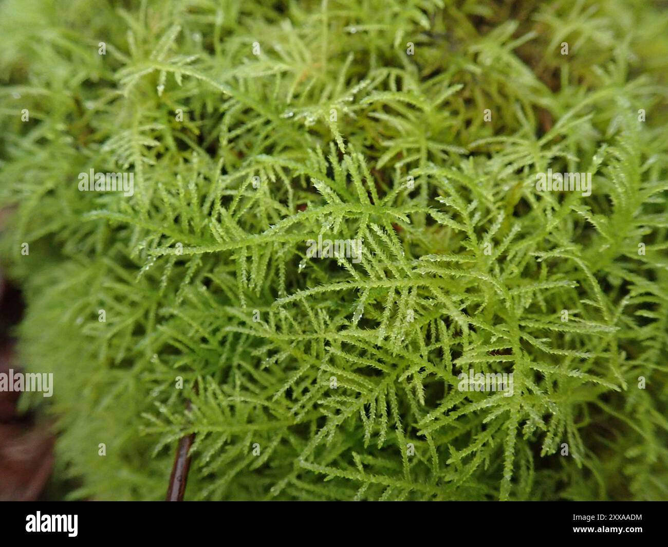 Common Feather-moss (Kindbergia praelonga) Plantae Stock Photo - Alamy