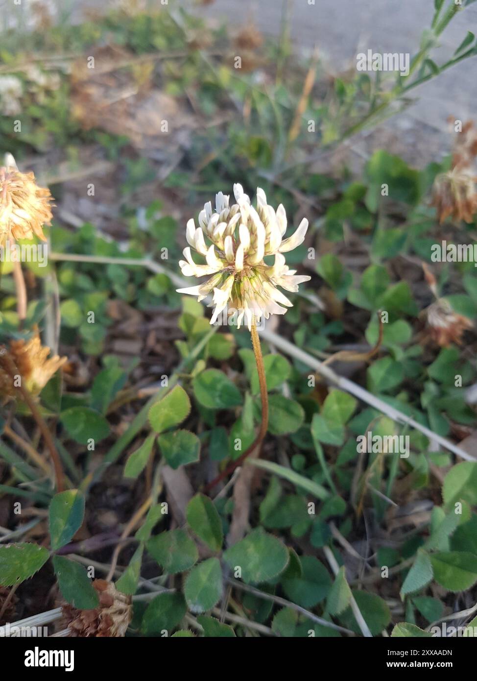 white clover (Trifolium repens) Plantae Stock Photo - Alamy