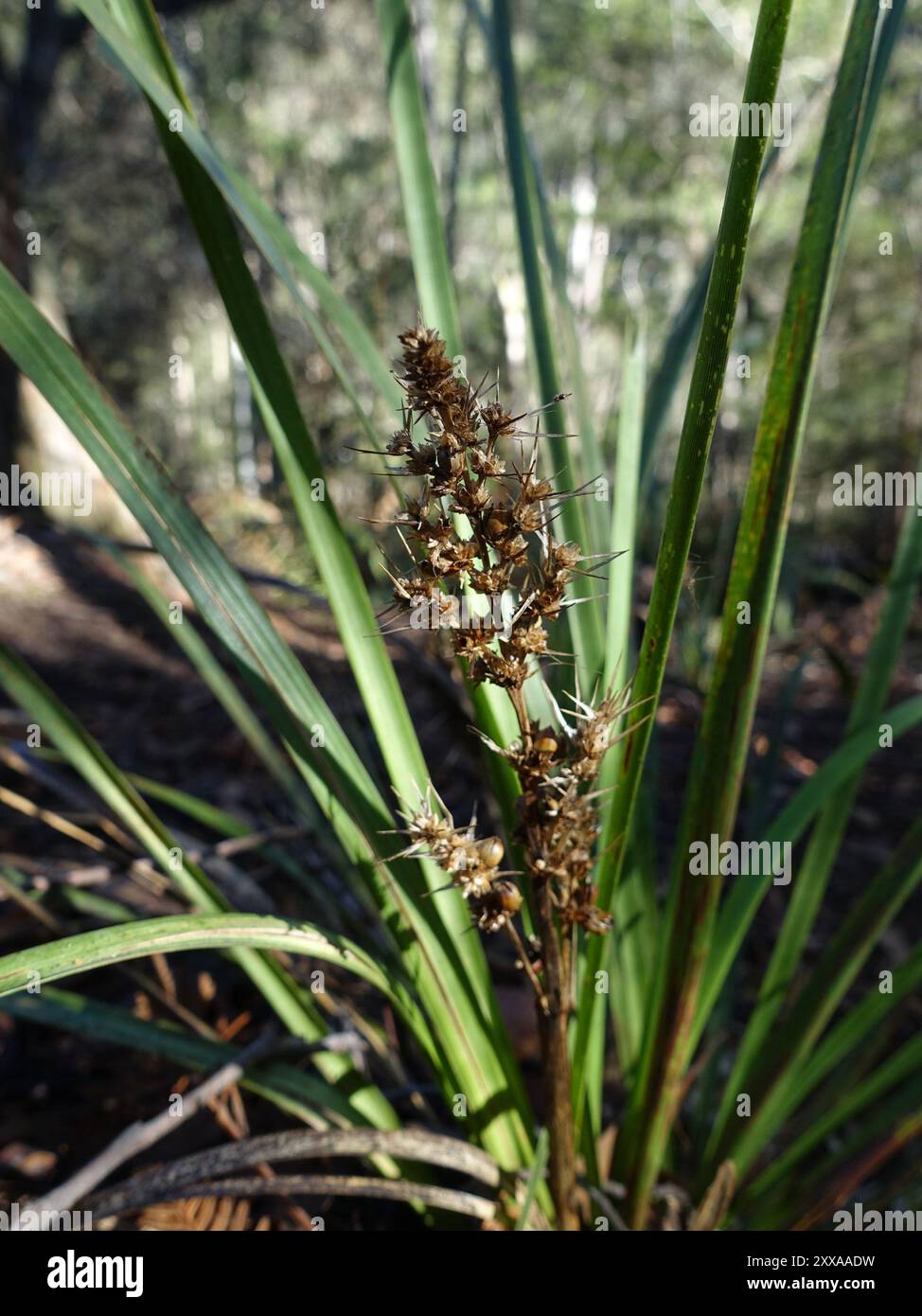 Spiny-headed Mat-rush (Lomandra longifolia) Plantae Stock Photo - Alamy