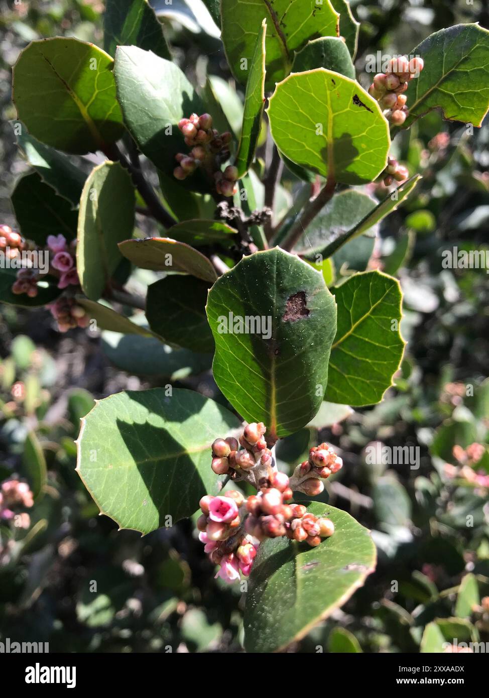 lemonade berry (Rhus integrifolia) Plantae Stock Photo - Alamy