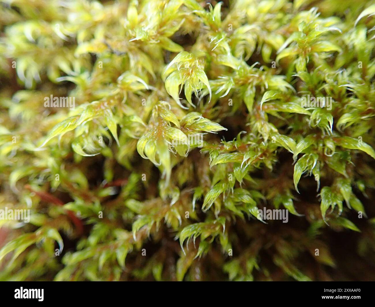 Woolly Fringe-moss (Racomitrium lanuginosum) Plantae Stock Photo - Alamy