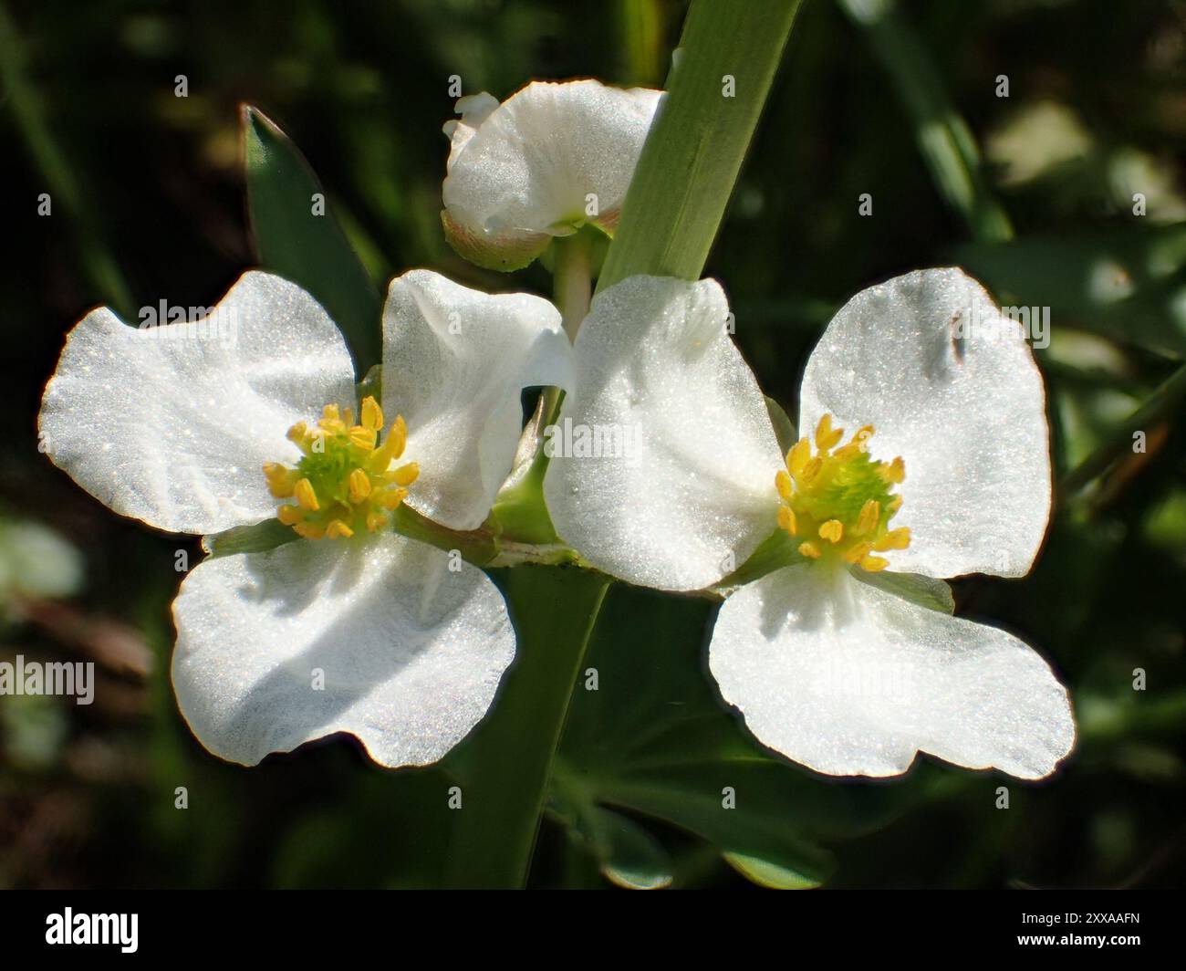 Chinese Arrowhead (Sagittaria trifolia) Plantae Stock Photo - Alamy