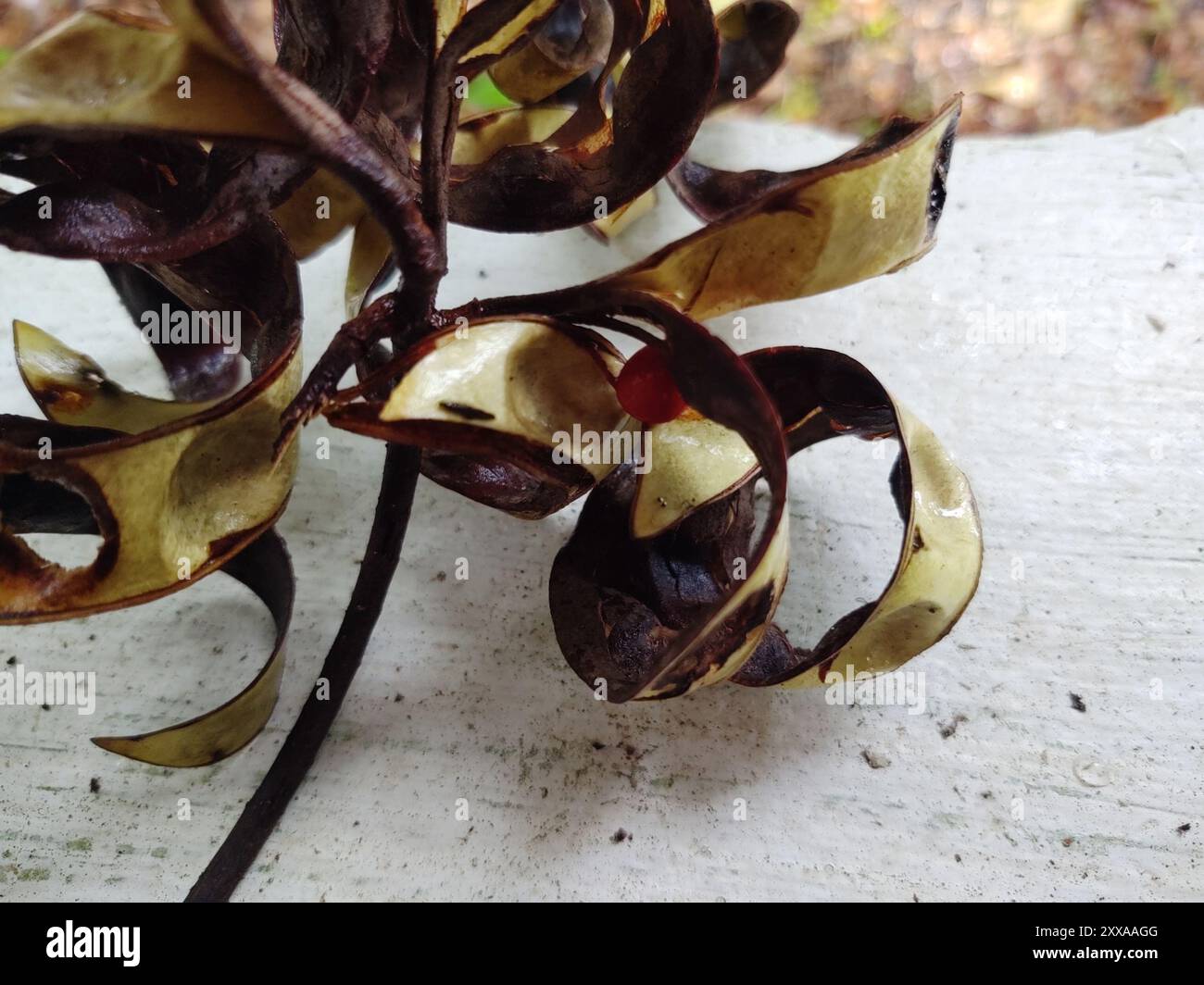 Saga Tree (Adenanthera pavonina) Plantae Stock Photo - Alamy