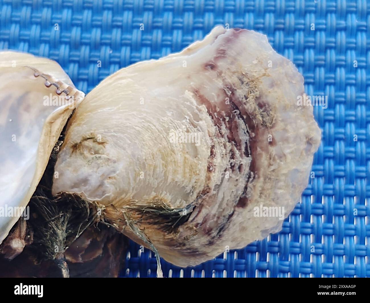 Flat Tree Oyster (Isognomon alatus) Mollusca Stock Photo - Alamy