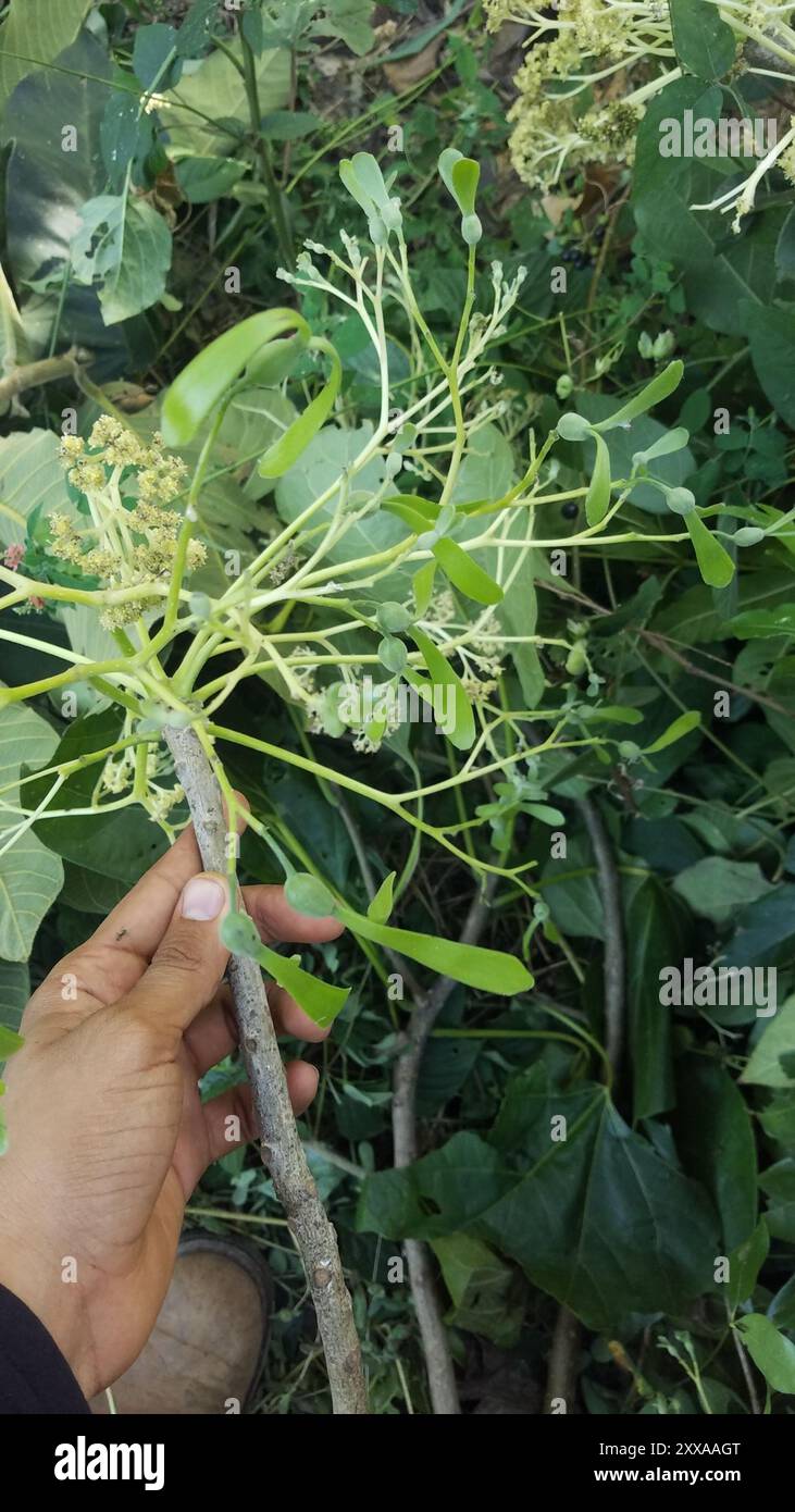 Propeller Tree (Gyrocarpus americanus) Plantae Stock Photo - Alamy
