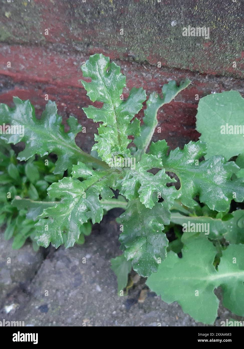 common groundsel (Senecio vulgaris) Plantae Stock Photo - Alamy