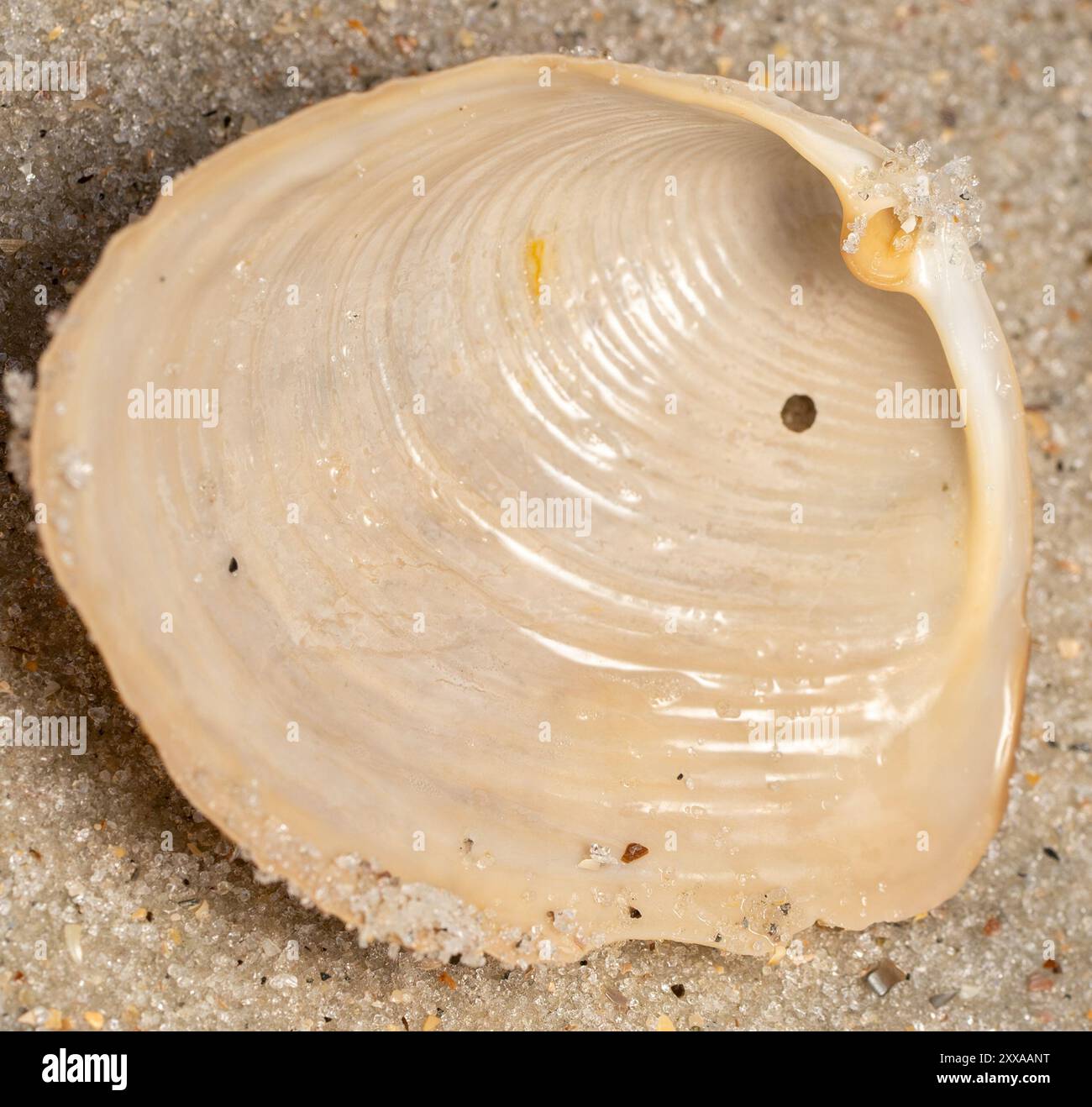 Channeled Duck Clam (Raeta plicatella) Mollusca Stock Photo - Alamy