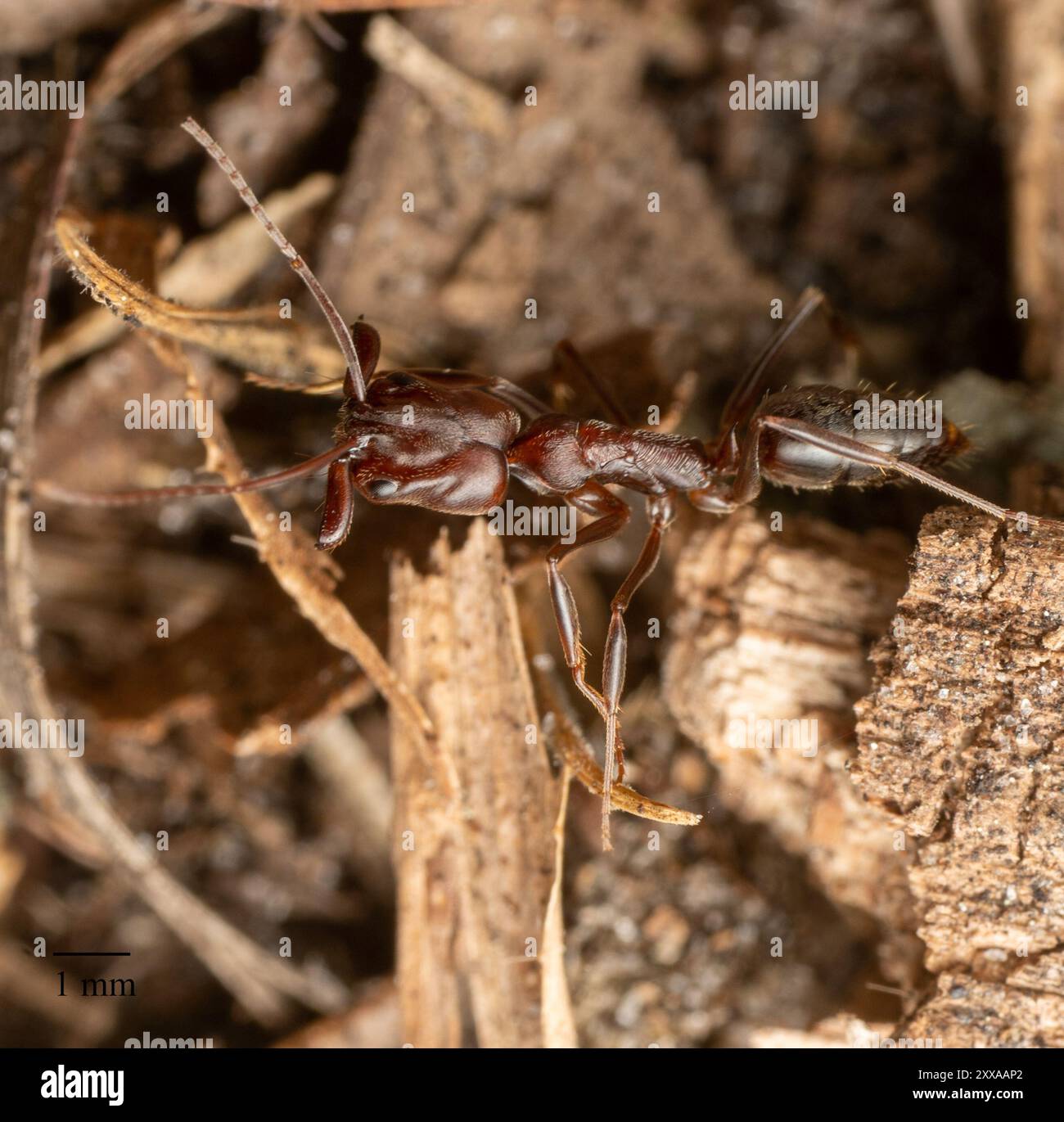 Florida Trap-jaw Ant (Odontomachus brunneus) Insecta Stock Photo - Alamy