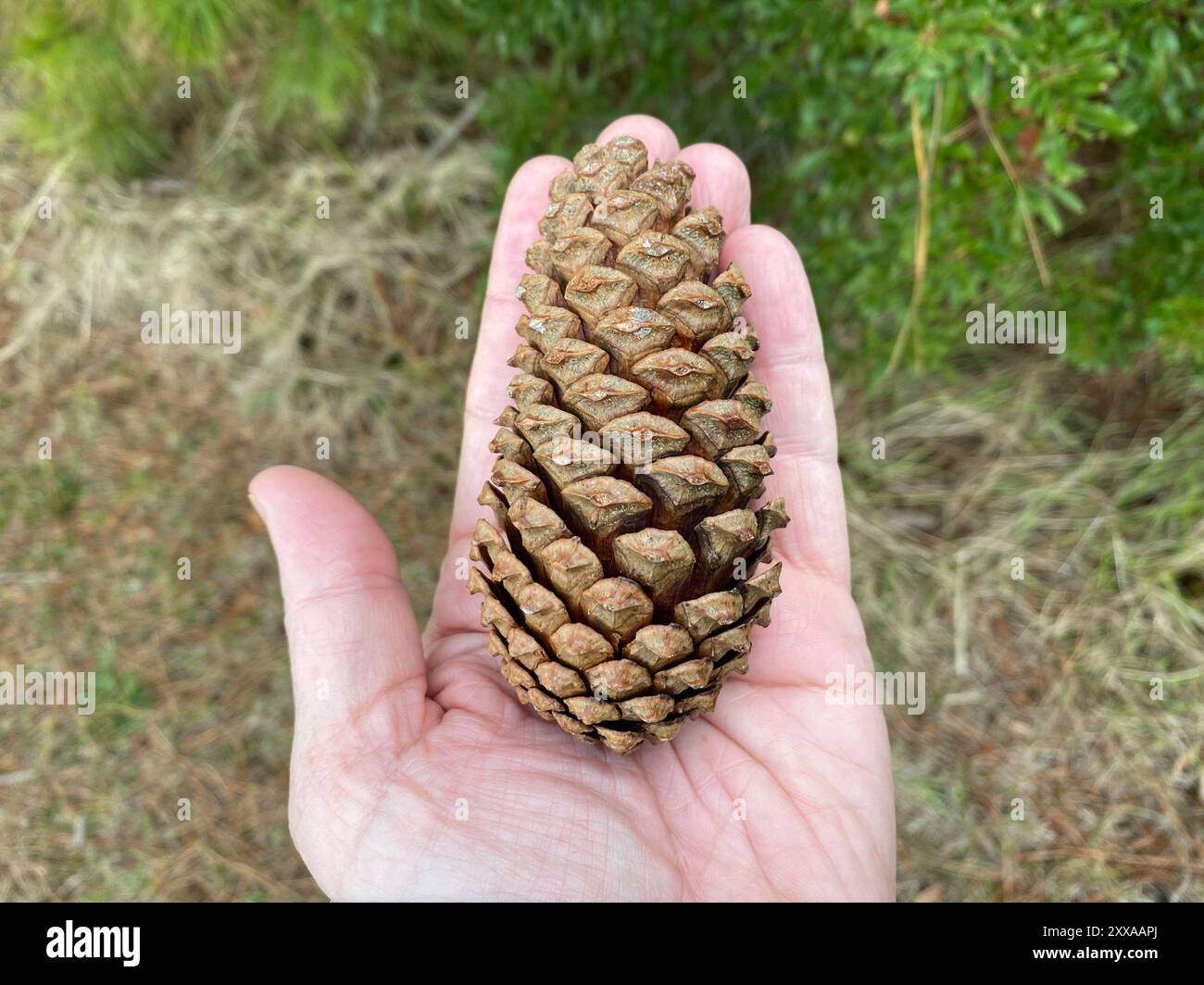 hard pines (Pinus) Plantae Stock Photo - Alamy