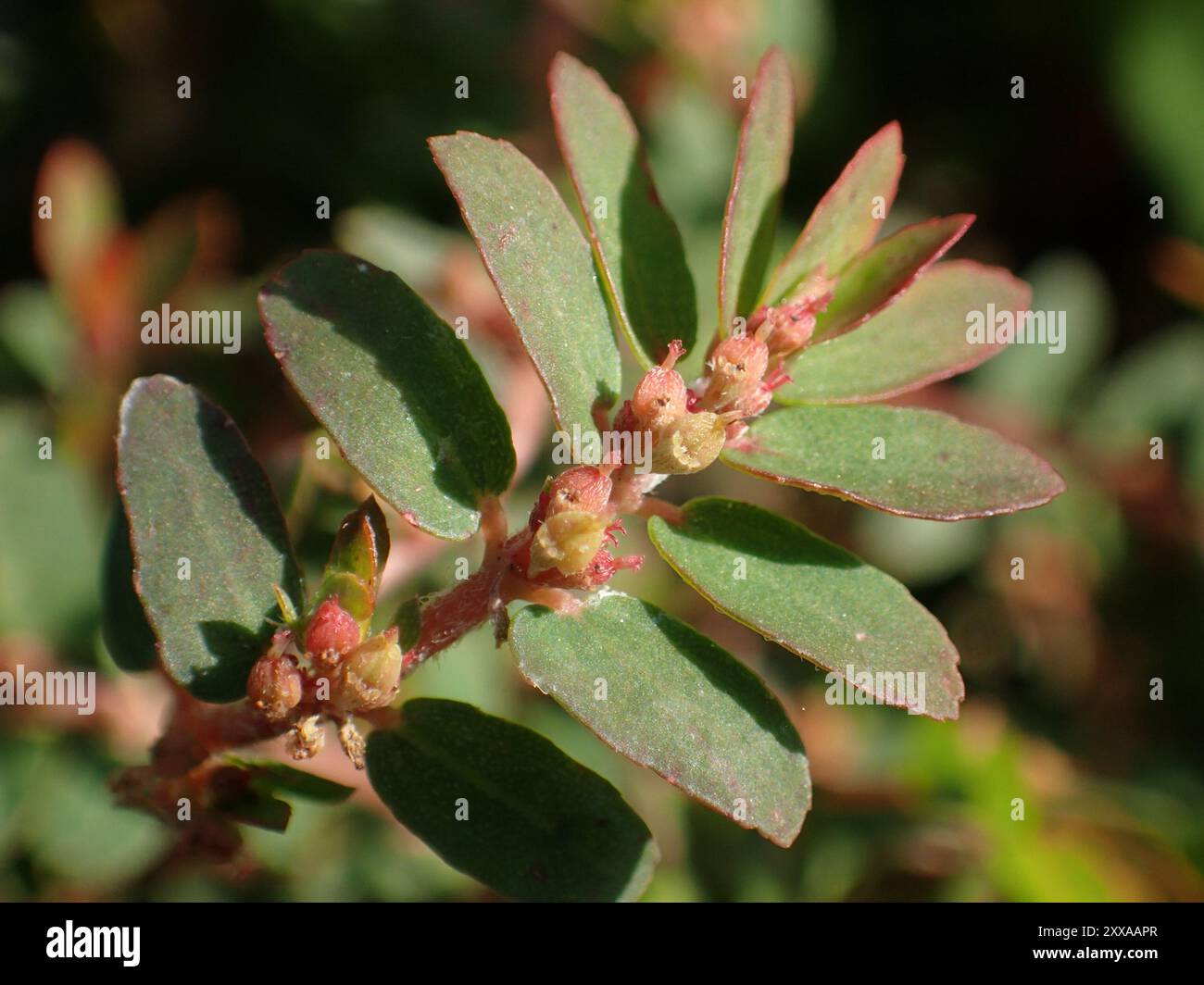 Red Caustic-creeper (Euphorbia thymifolia) Plantae Stock Photo - Alamy