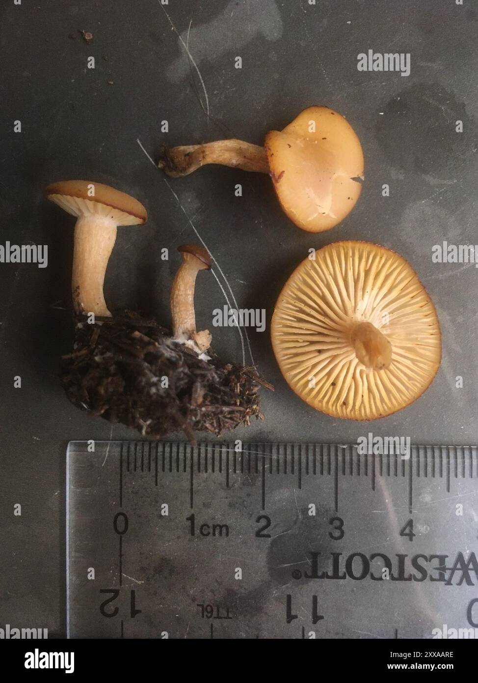 Fragrant Funnel (Clitocybe fragrans) Fungi Stock Photo - Alamy