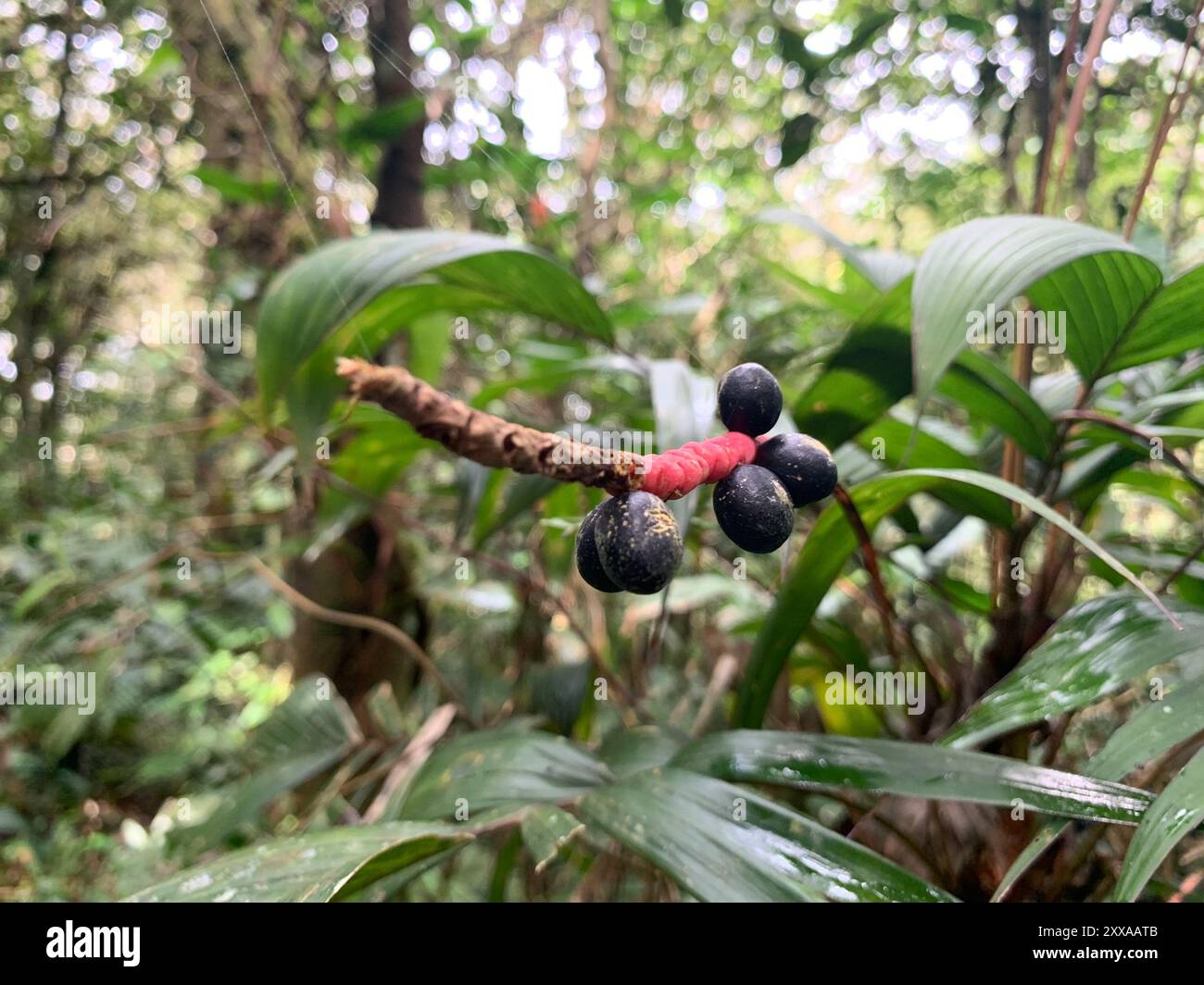 Geonoma hi-res stock photography and images - Alamy