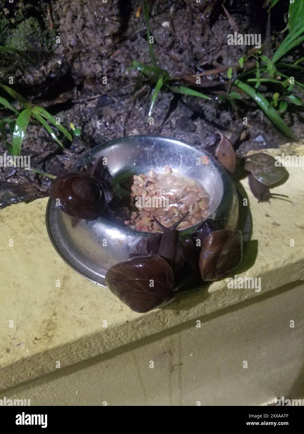 Puerto Rican Tree Snail (Caracolus caracolla) Mollusca Stock Photo - Alamy