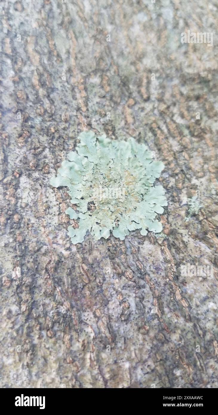 common greenshield lichen (Flavoparmelia caperata) Fungi Stock Photo ...