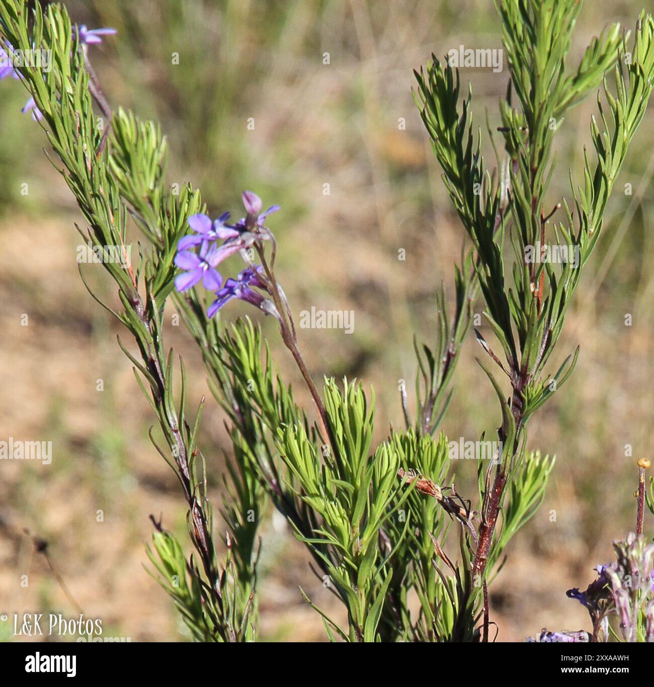 Pineleaf Lobelia (Lobelia pinifolia) Plantae Stock Photo - Alamy
