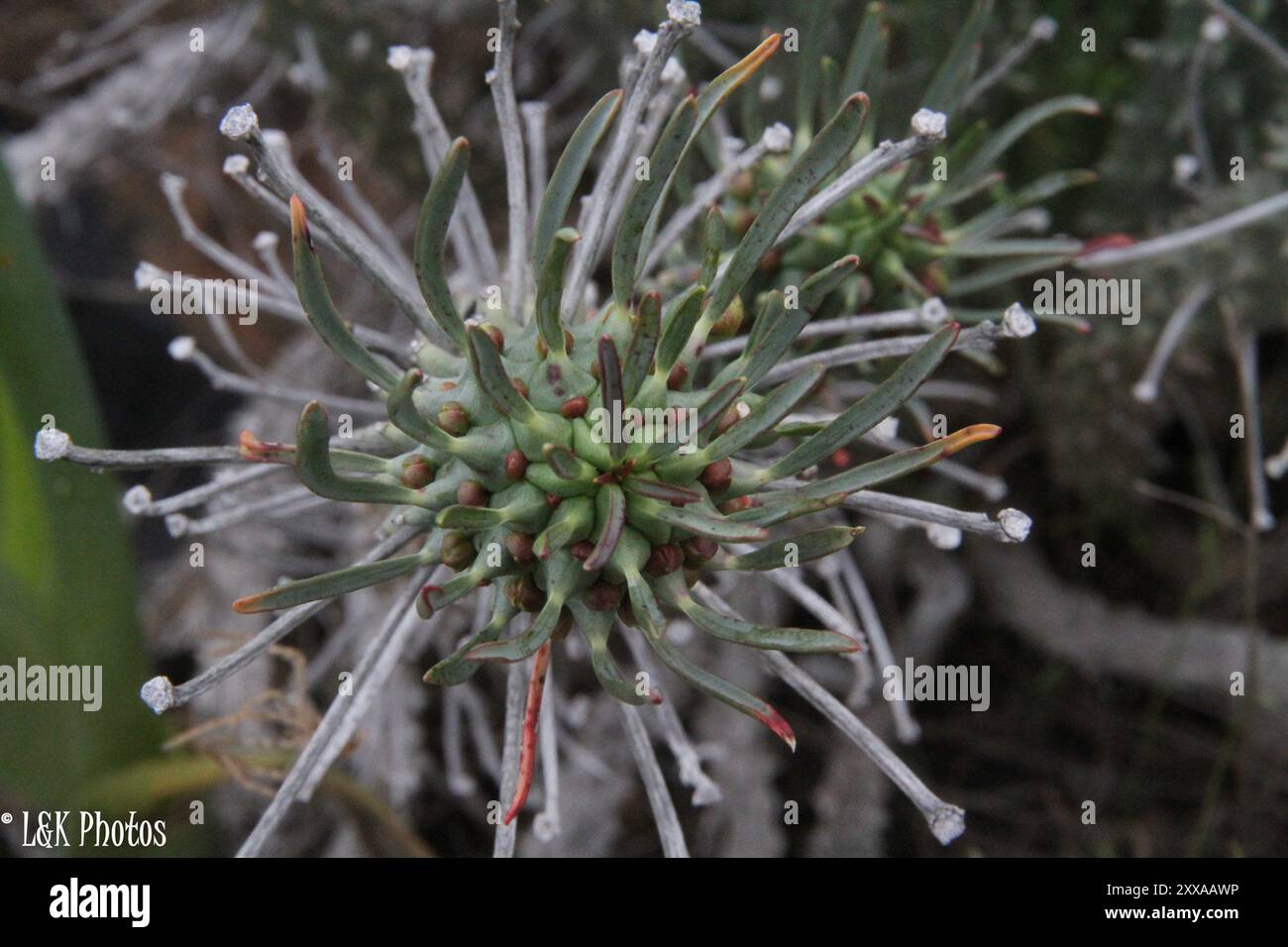 Medusa's-head (Euphorbia caput-medusae) Plantae Stock Photo - Alamy
