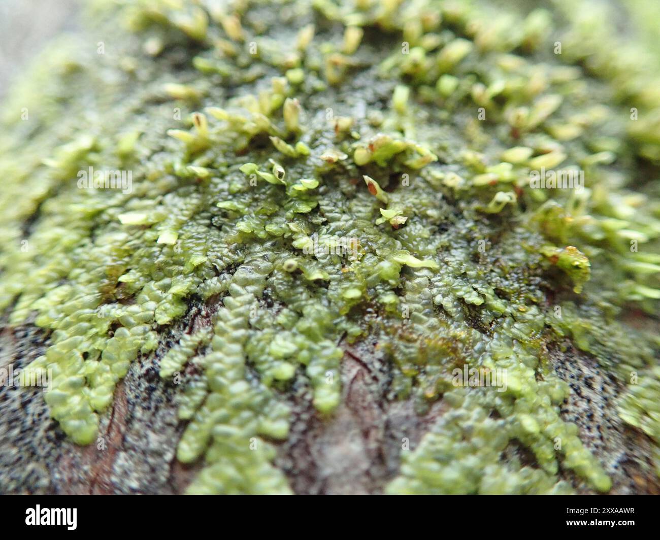 Flat-leaved Scalewort (Radula complanata) Plantae Stock Photo - Alamy