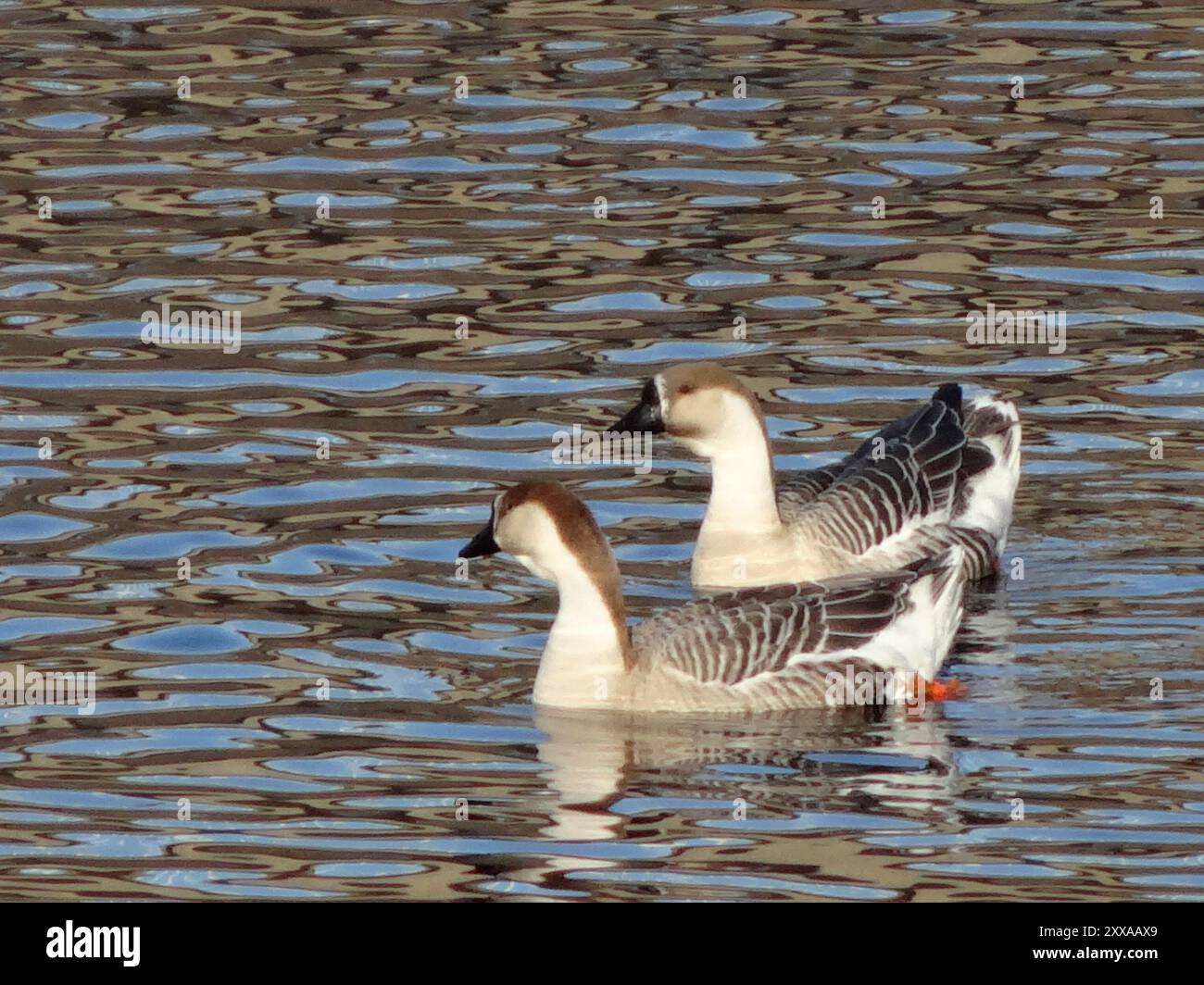 Domestic Swan Goose (Anser cygnoides domesticus) Aves Stock Photo - Alamy
