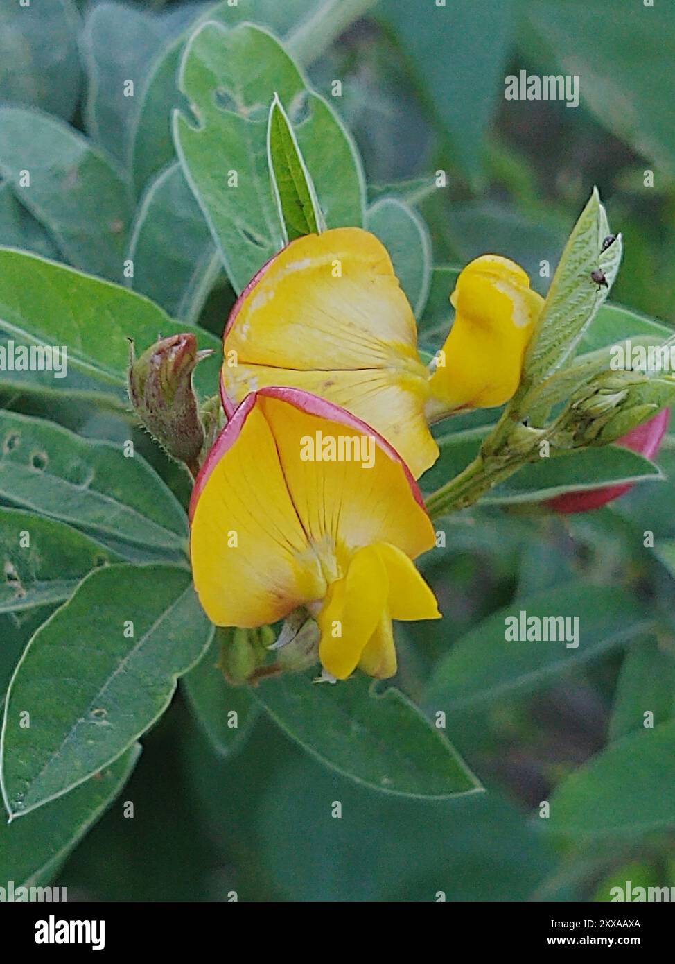Pigeon Pea (Cajanus cajan) Plantae Stock Photo - Alamy