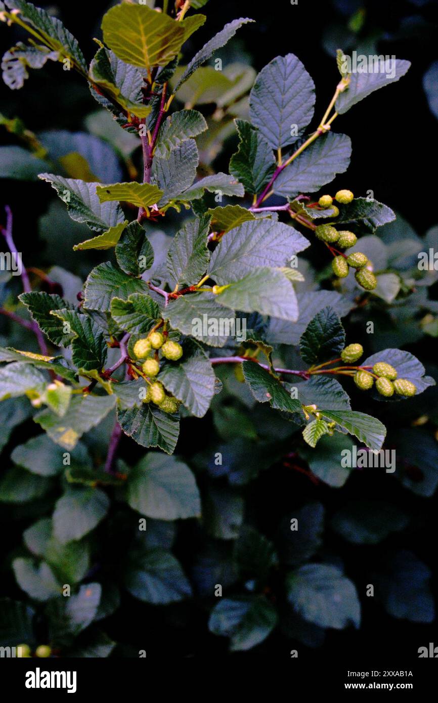green alder (Alnus alnobetula) Plantae Stock Photo - Alamy