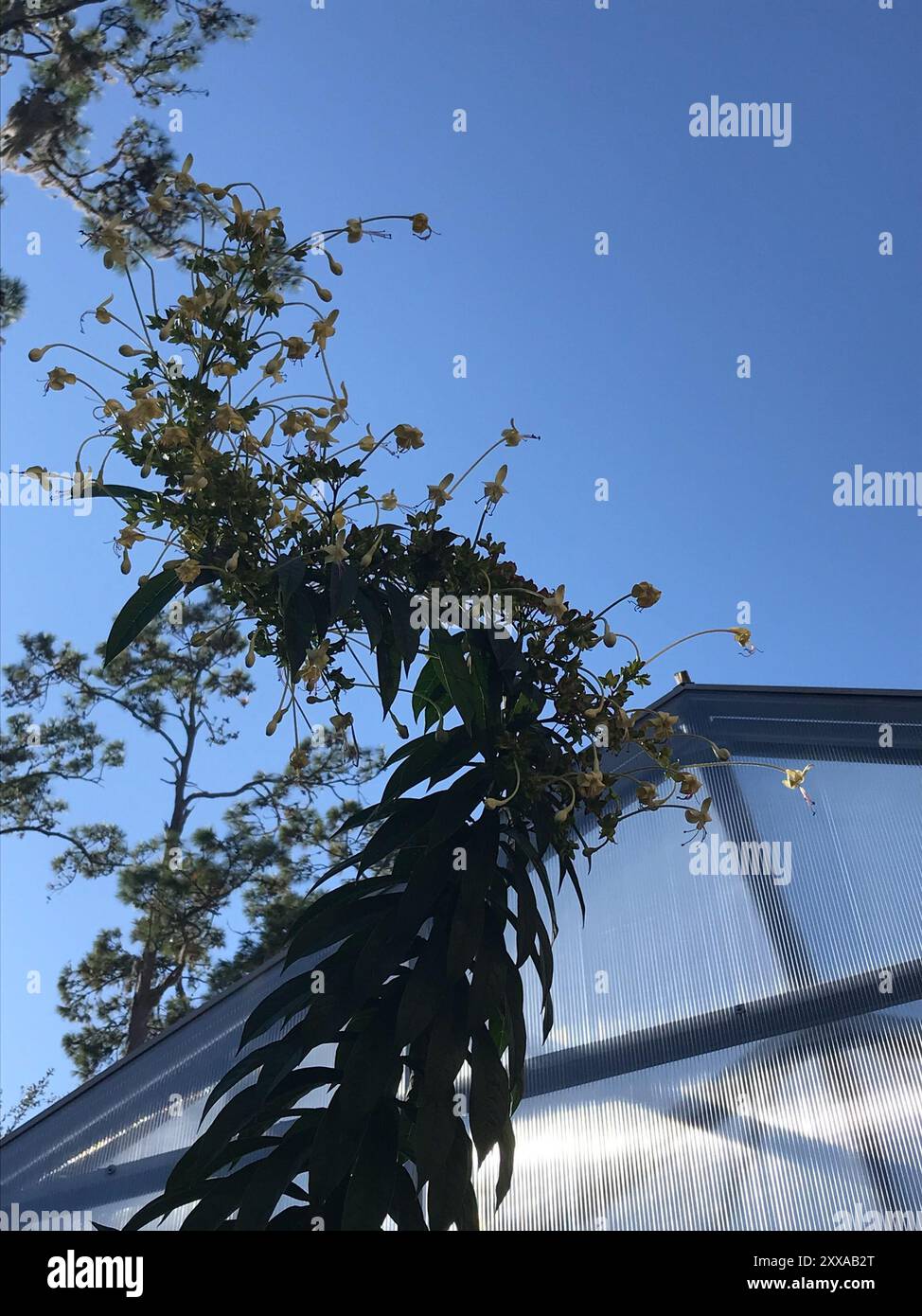 Turk's Turban (Clerodendrum indicum) Plantae Stock Photo - Alamy