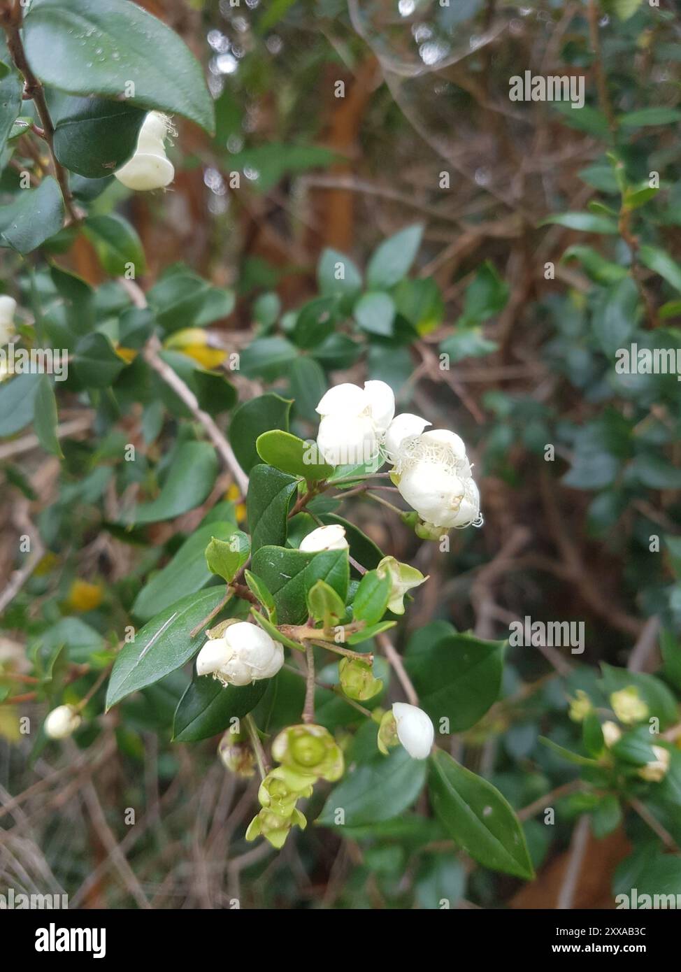 arrayan (Luma apiculata) Plantae Stock Photo - Alamy