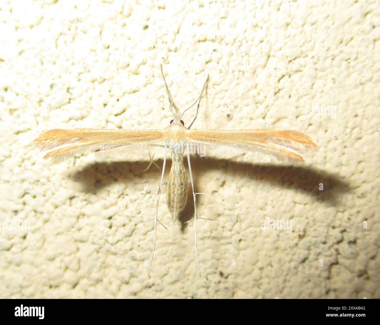 Plume Moths (Pterophoridae) Insecta Stock Photo - Alamy