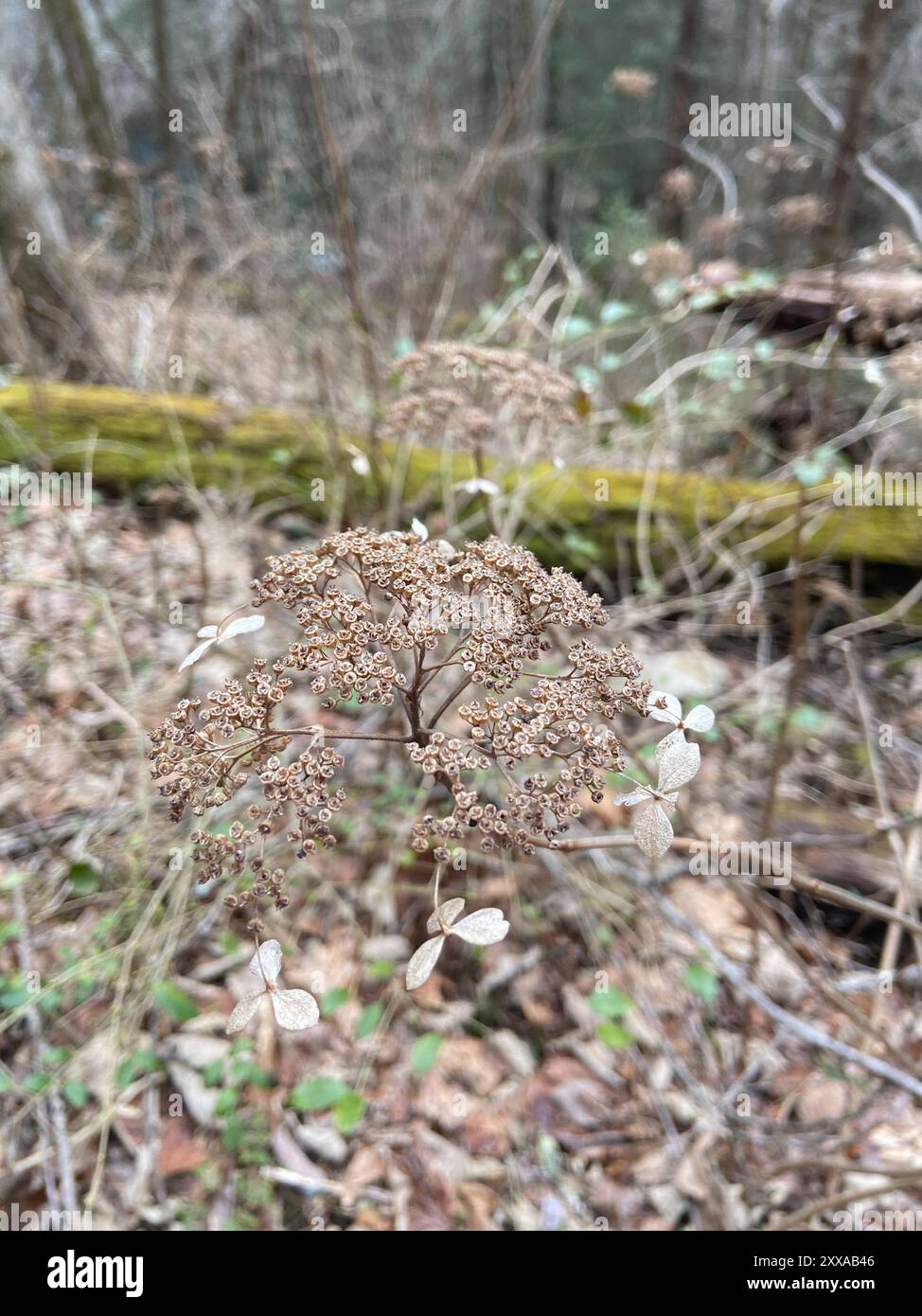 wild hydrangea (Hydrangea arborescens) Plantae Stock Photo - Alamy
