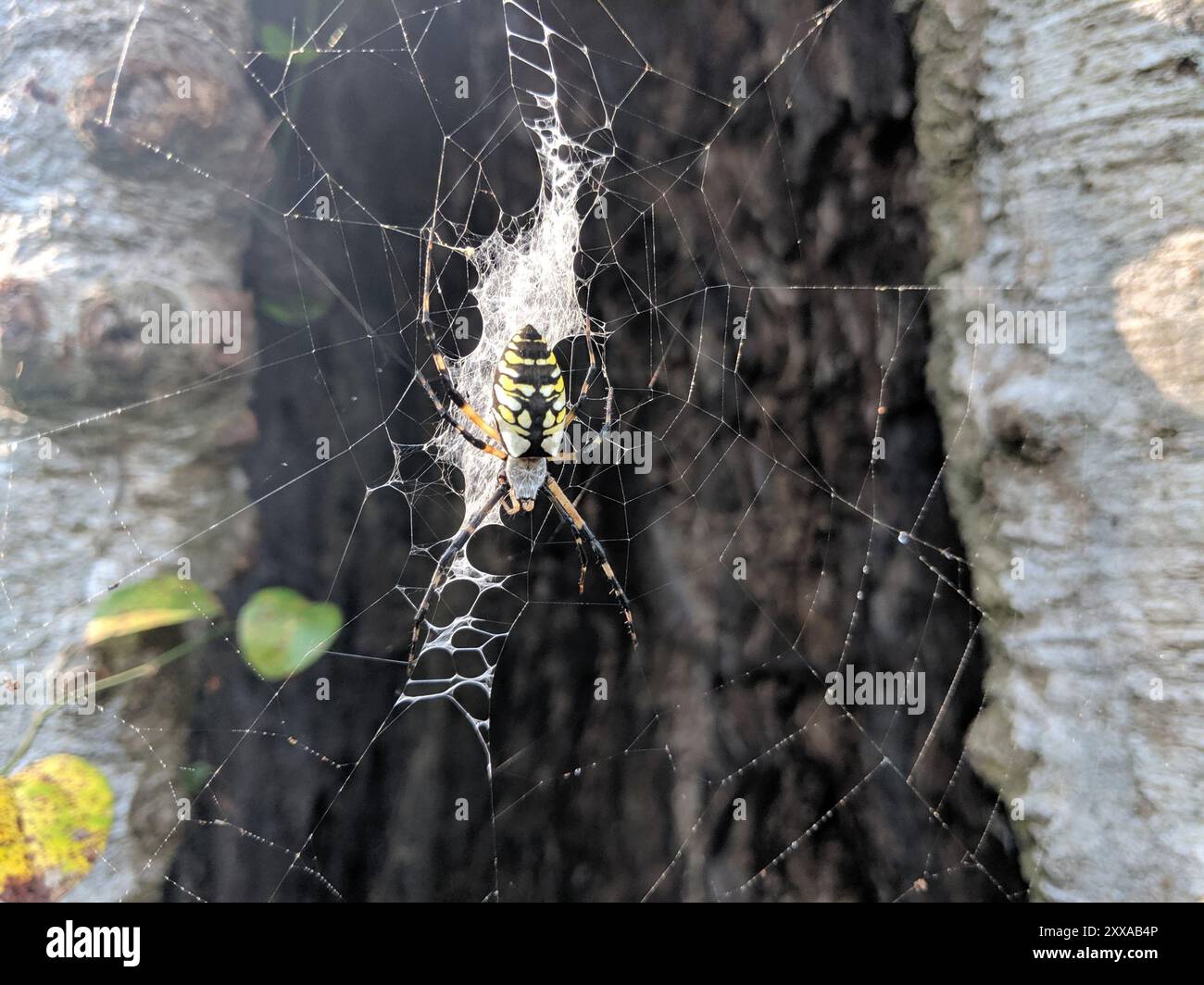 Yellow Garden Spider (Argiope aurantia) Arachnida Stock Photo - Alamy