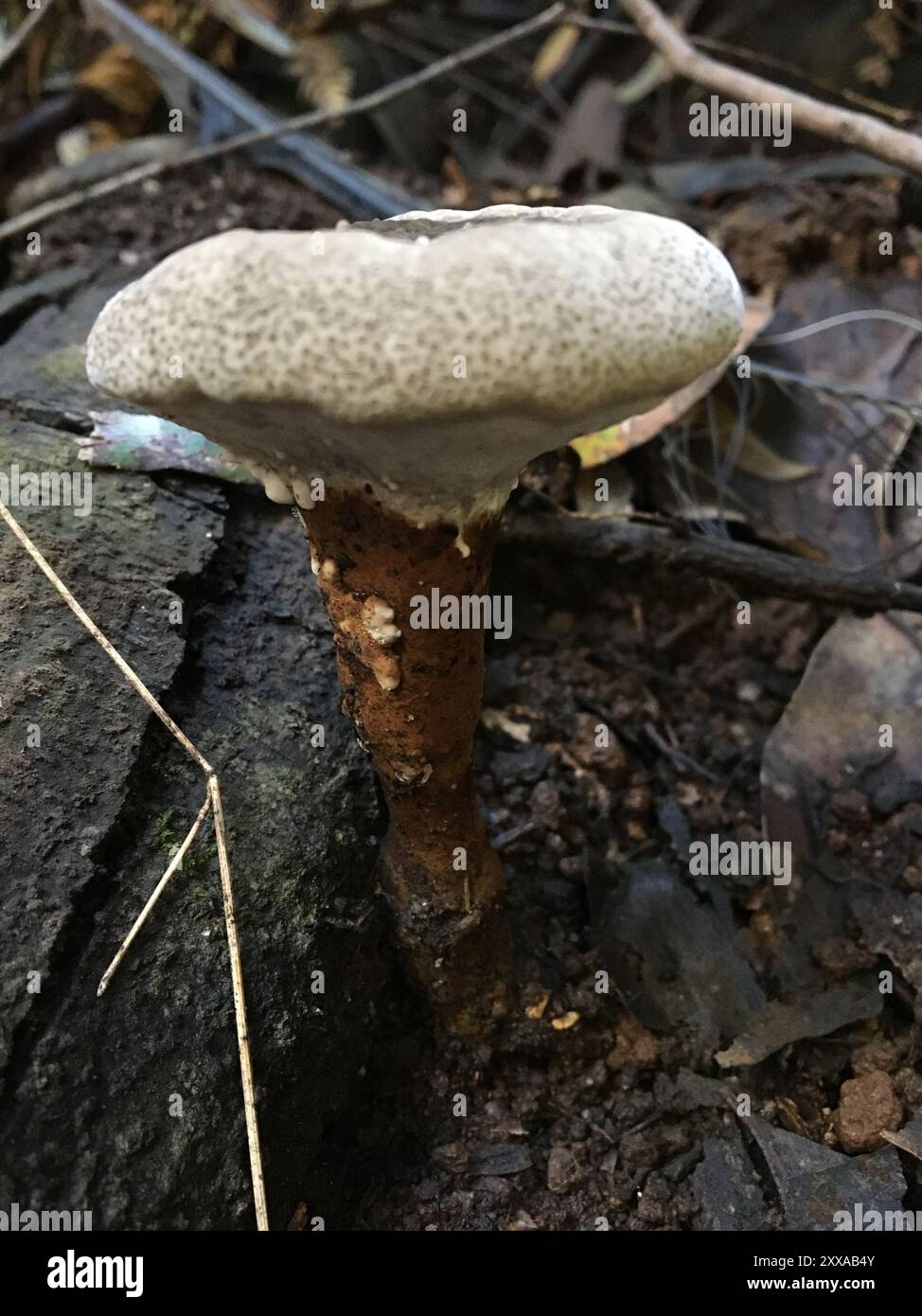 red-staining stalked polypore (Sanguinoderma rude) Fungi Stock Photo ...