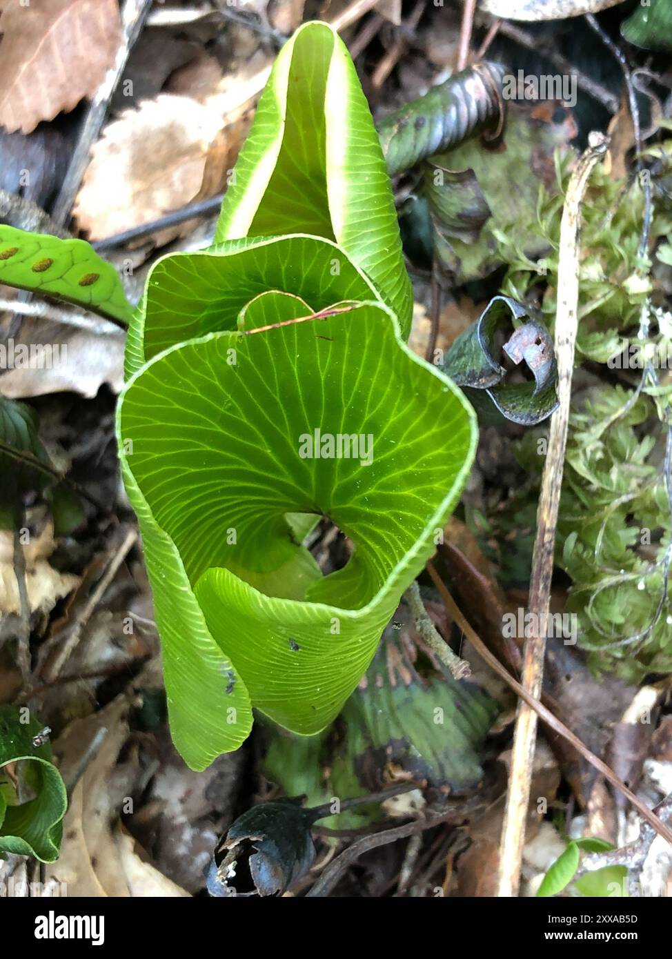 kidney fern (Hymenophyllum nephrophyllum) Plantae Stock Photo - Alamy