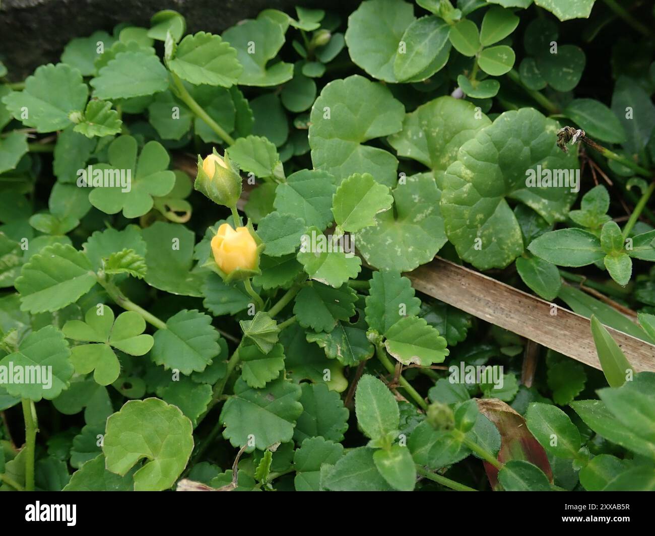 Cuban jute (Sida rhombifolia) Plantae Stock Photo - Alamy