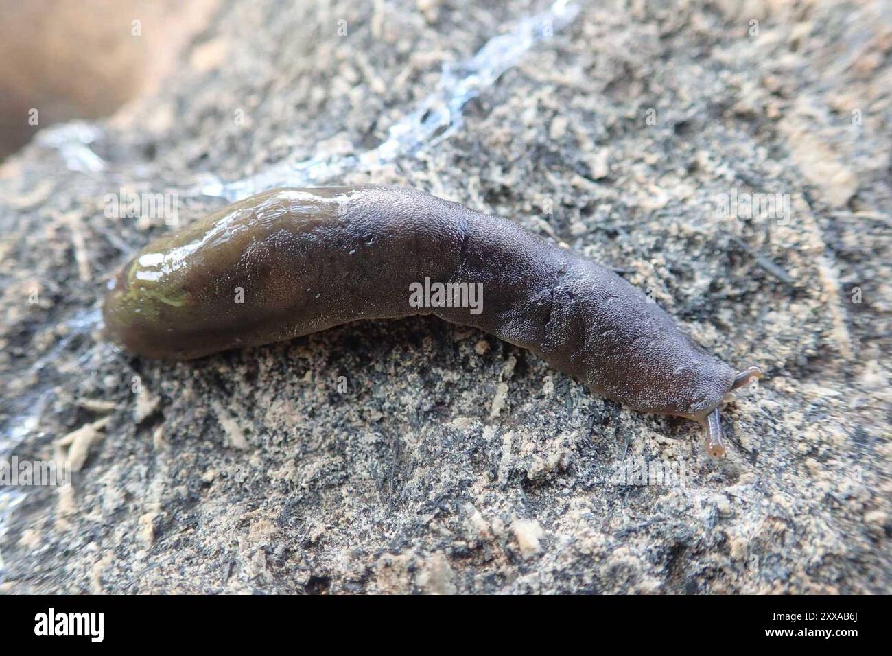 Brown Leatherback Slug (Laevicaulis natalensis) Mollusca Stock Photo ...