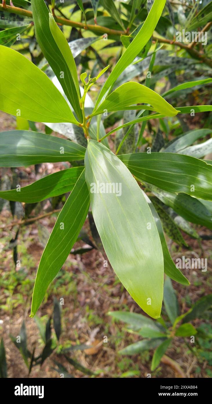 Earpod Wattle (Acacia auriculiformis) Plantae Stock Photo - Alamy